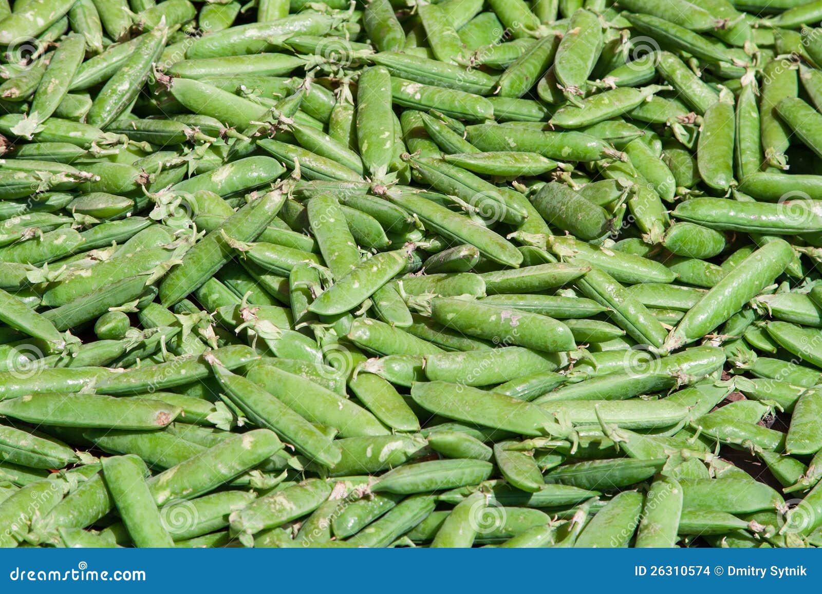 Fresh green pea pods stock photo. Image of agriculture - 26310574