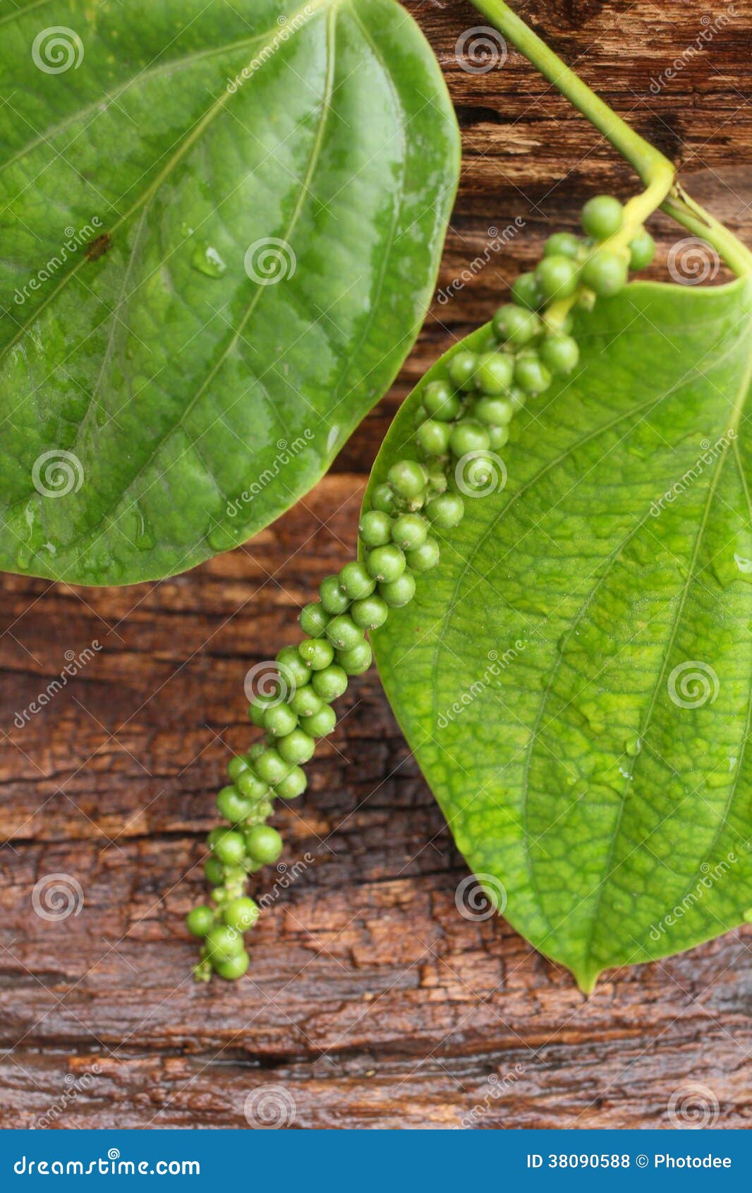 Fresh green peper stock photo. Image of asian, round - 38090588
