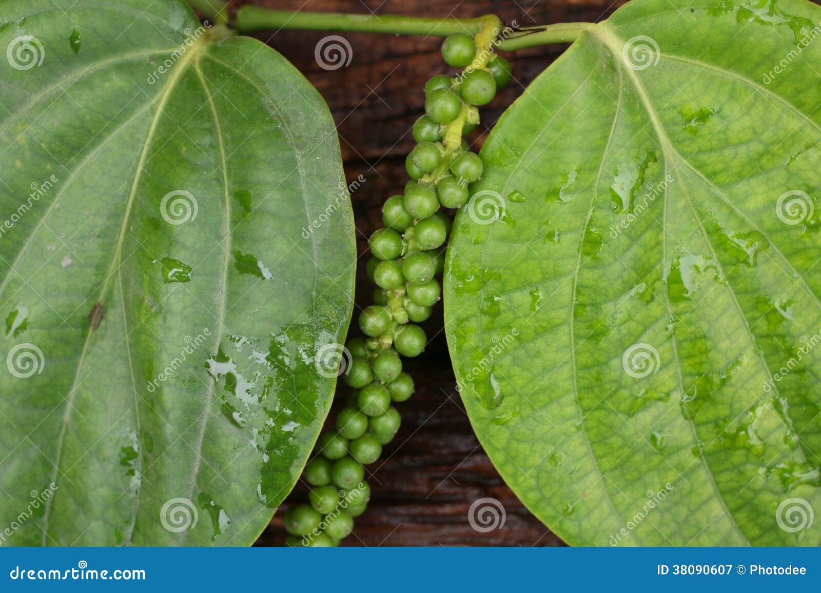 Fresh green peper stock image. Image of green, spice - 38090607