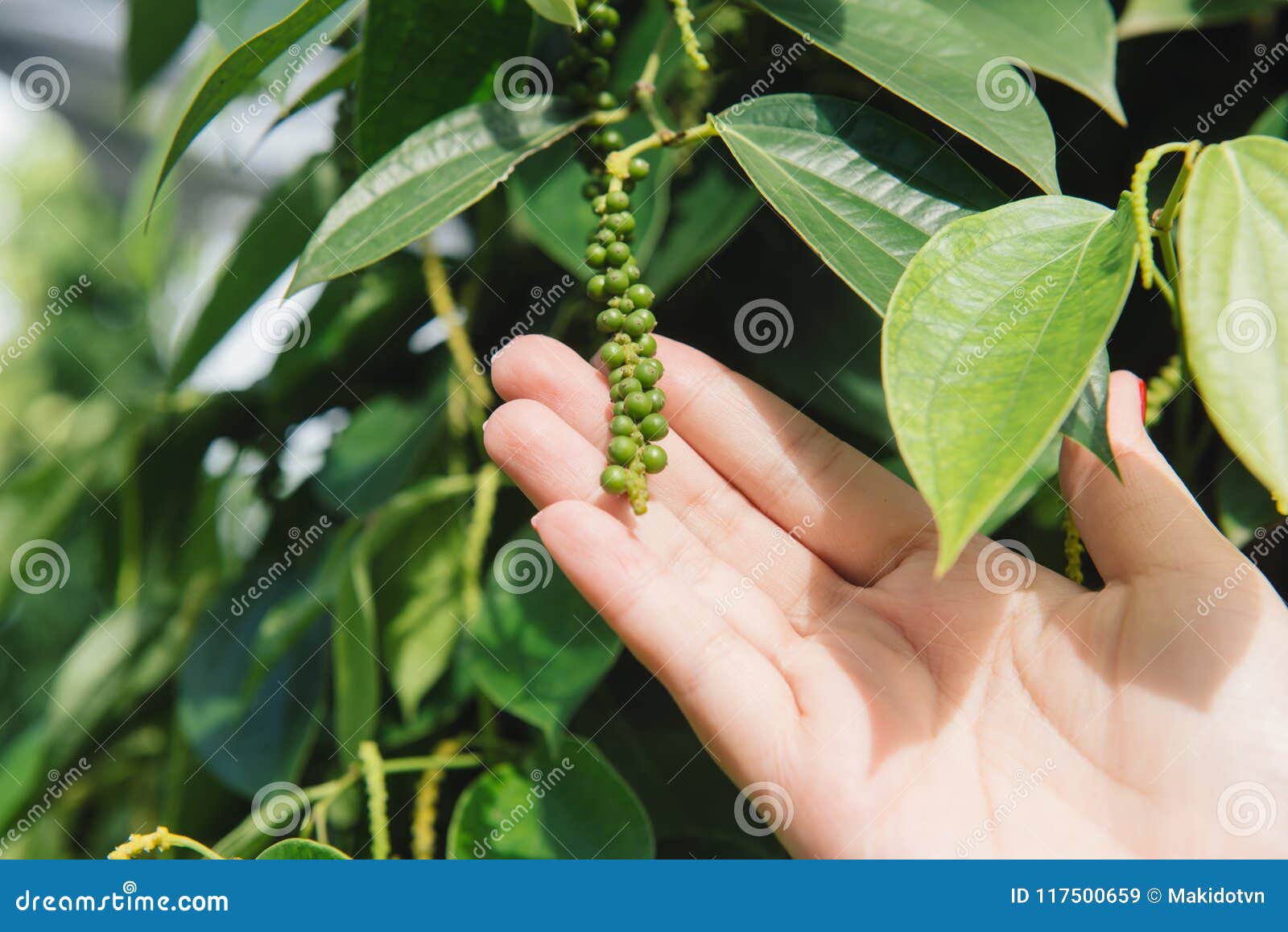 Fresh Green Peper on Peper Tree Stock Image - Image of healthy, peper ...