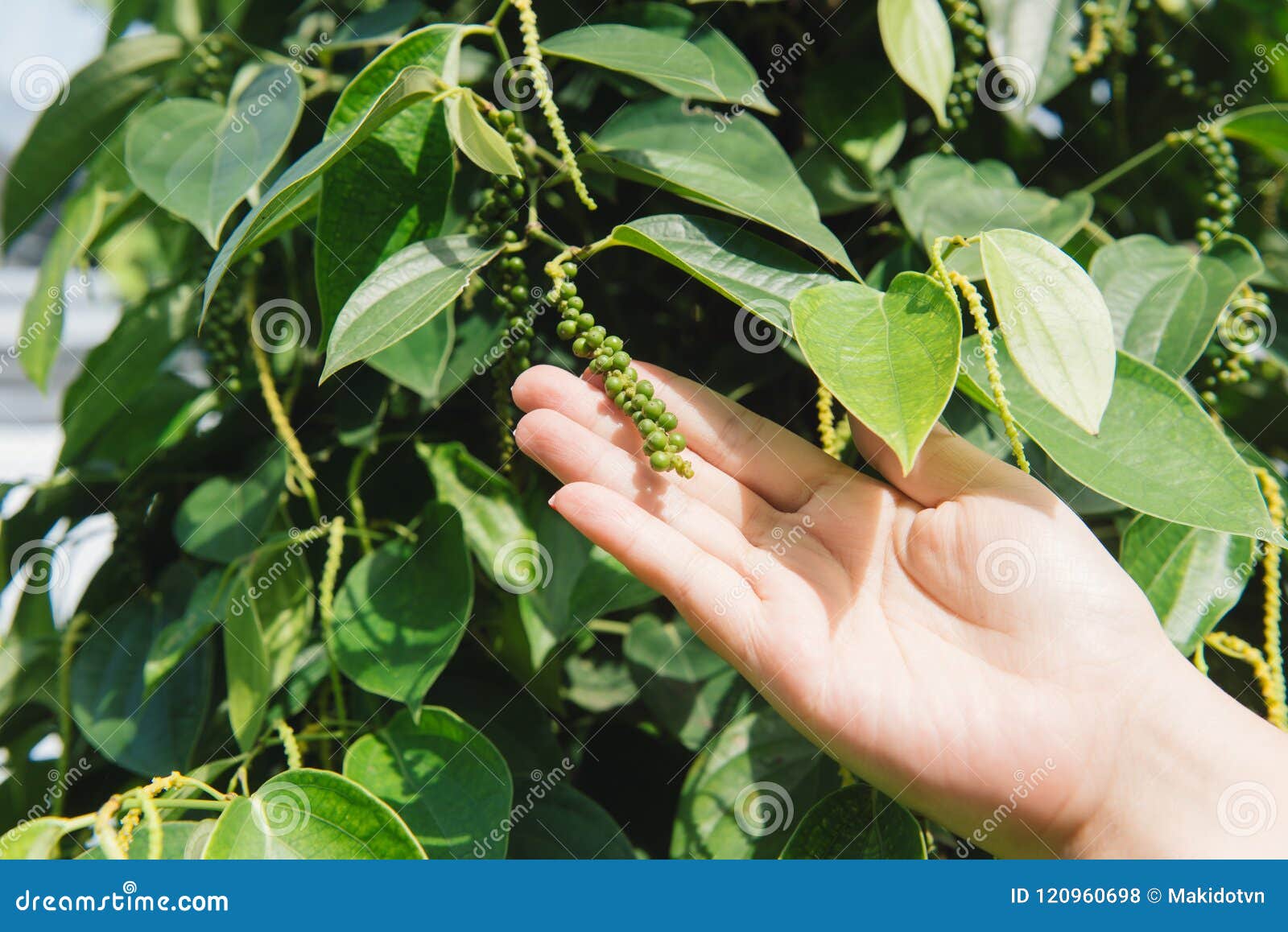 Fresh Green Peper on Peper Tree Stock Photo - Image of food, indonesia ...