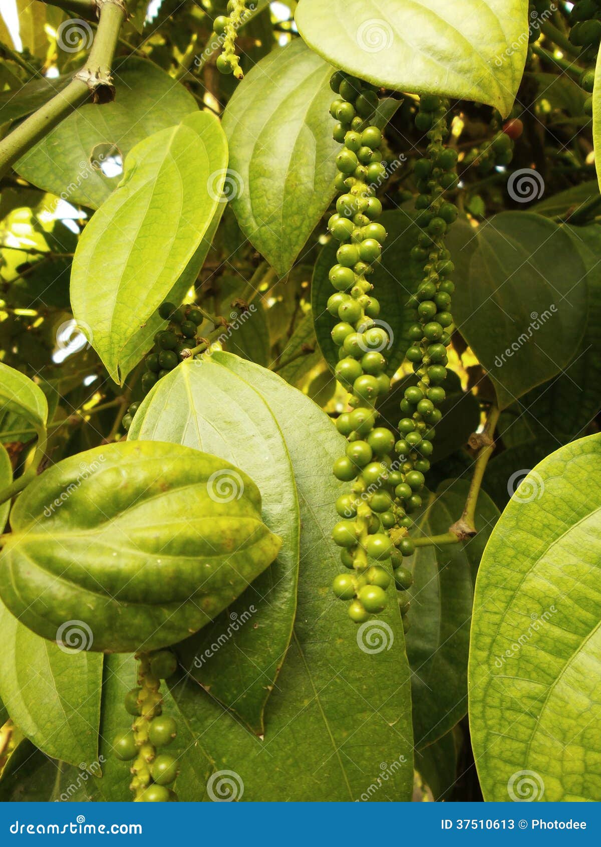 Fresh green peper stock image. Image of pepercorn, seasoning - 37510613