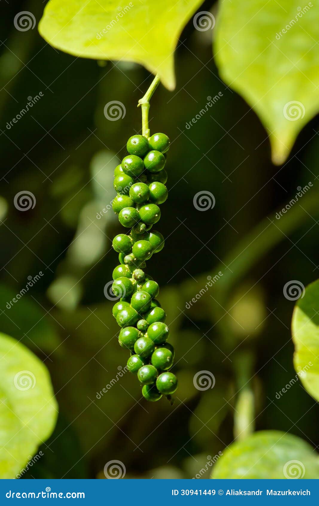 Fresh Green Pepper (Piper Nigrum) Stock Image - Image of organic ...