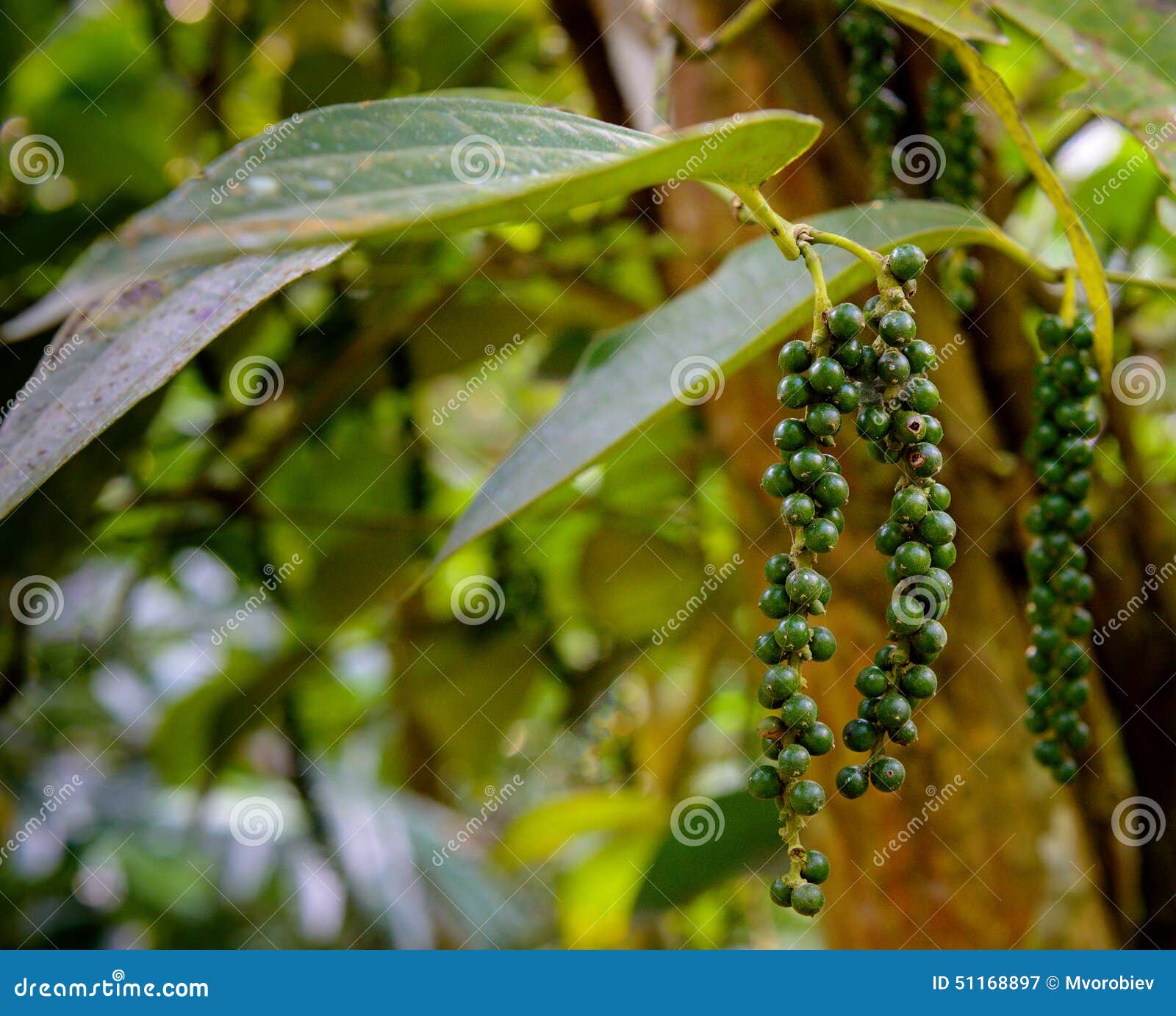 Fresh Green Pepper Piper Nigrum on the Tree Stock Image - Image of ...