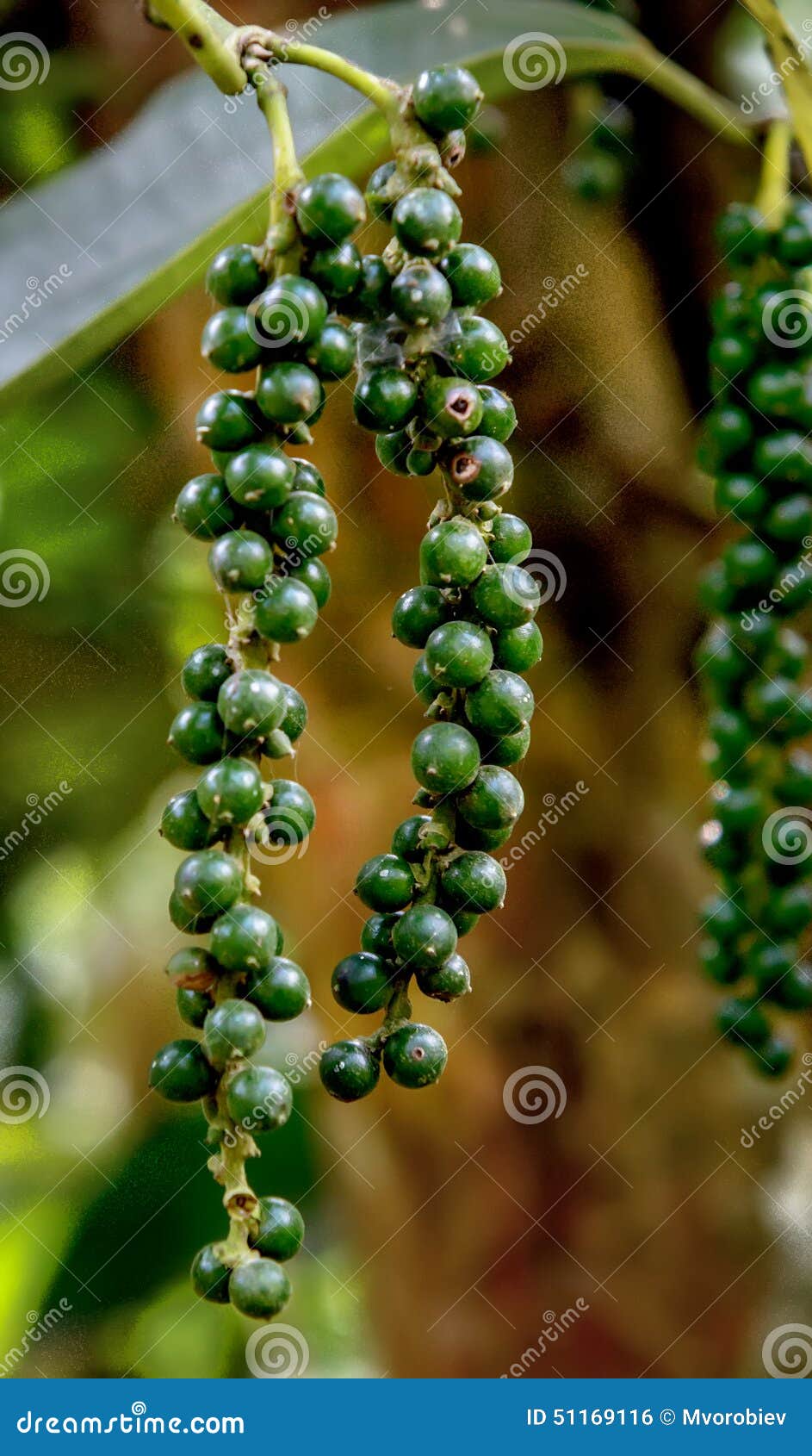 Fresh Green Pepper Piper Nigrum on the Tree Stock Photo - Image of ...