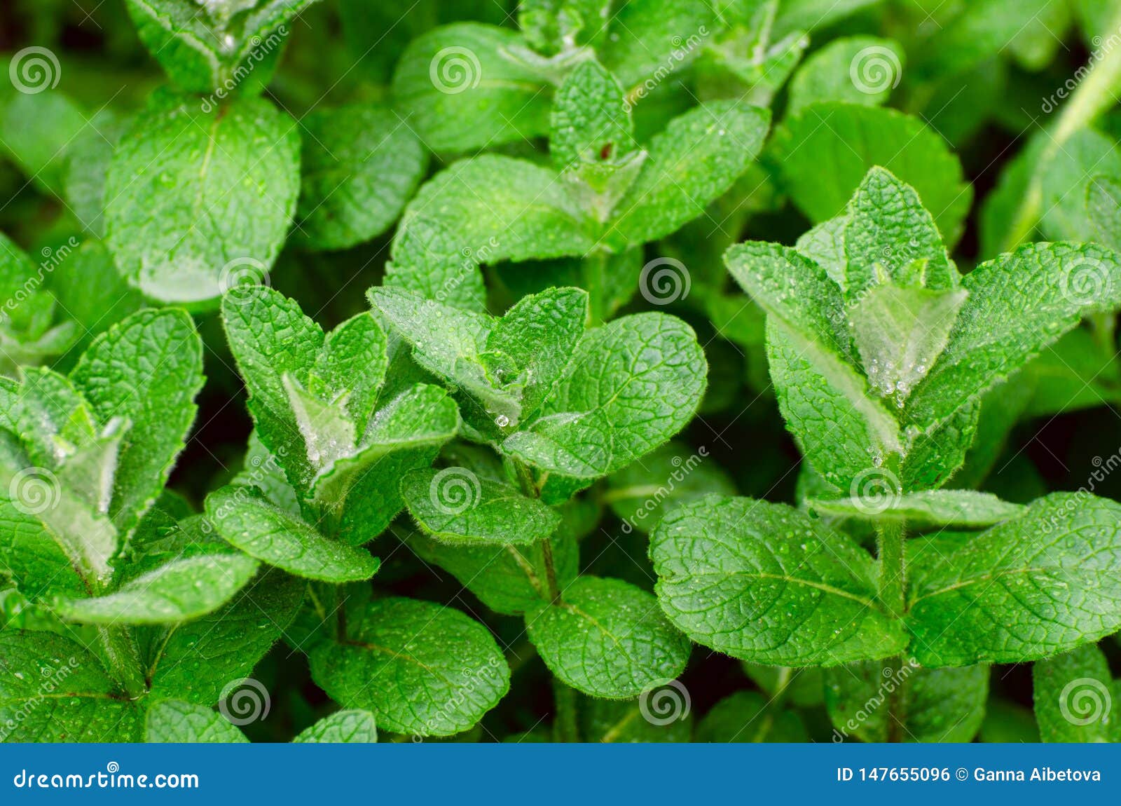 Fresh Green Peppermint Grows in the Garden. Peppermint Leaves Under Dew ...