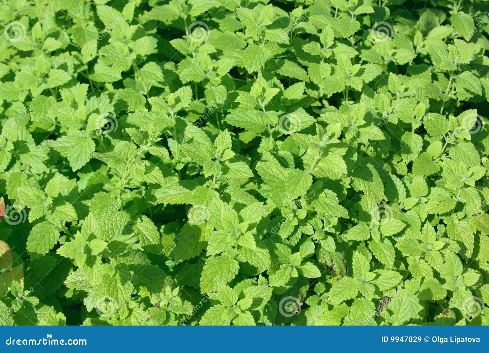 Fresh Green Peppermint Leaves Stock Image - Image of healthy, close ...