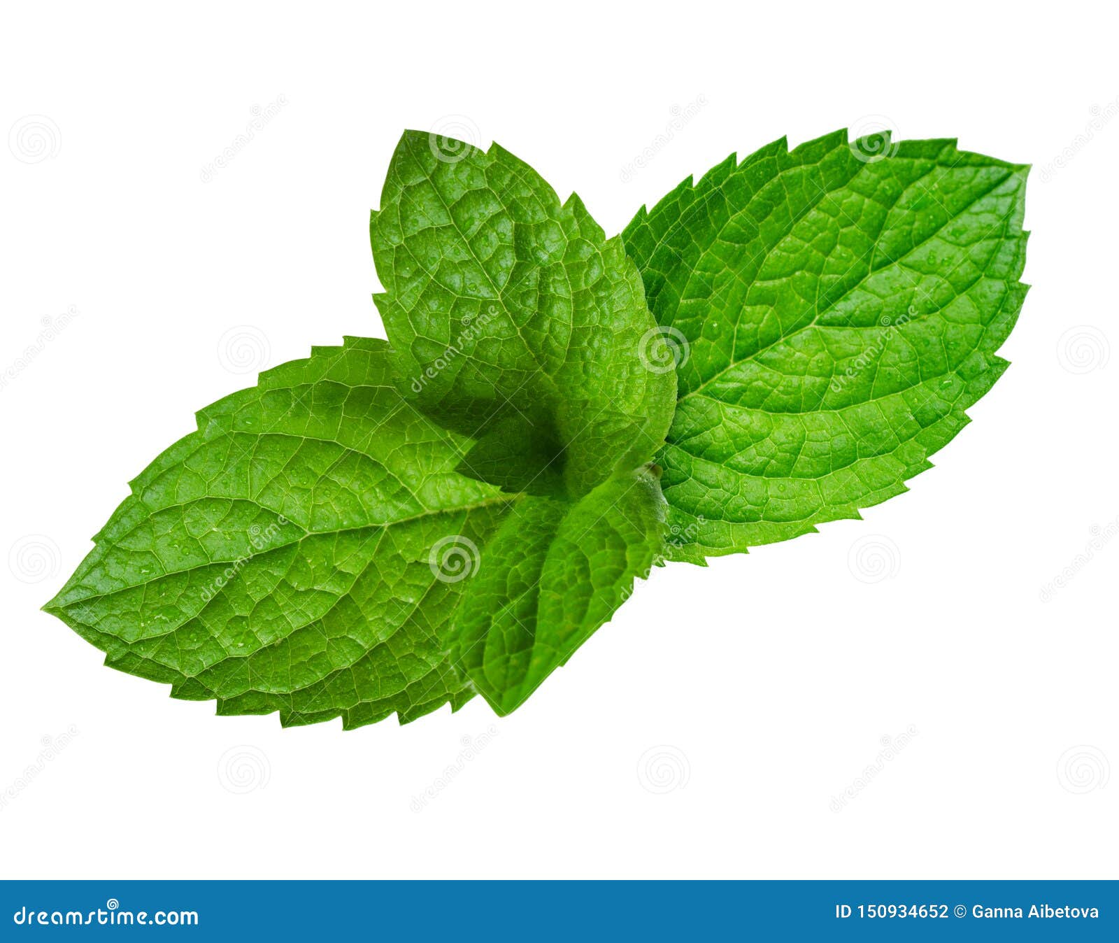 Fresh Green Peppermint Leaves Isolated on White Background Stock Photo ...