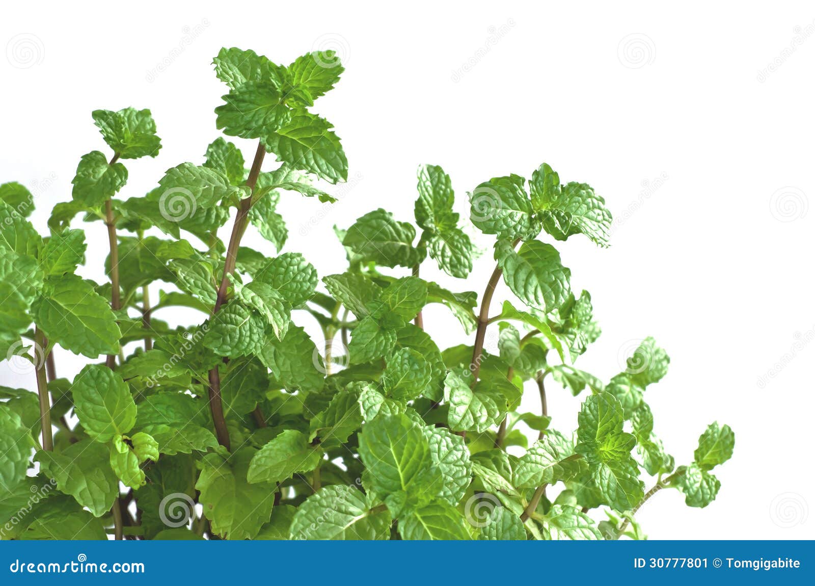 Fresh Green Peppermint Plant Stock Image - Image of isolated, green ...