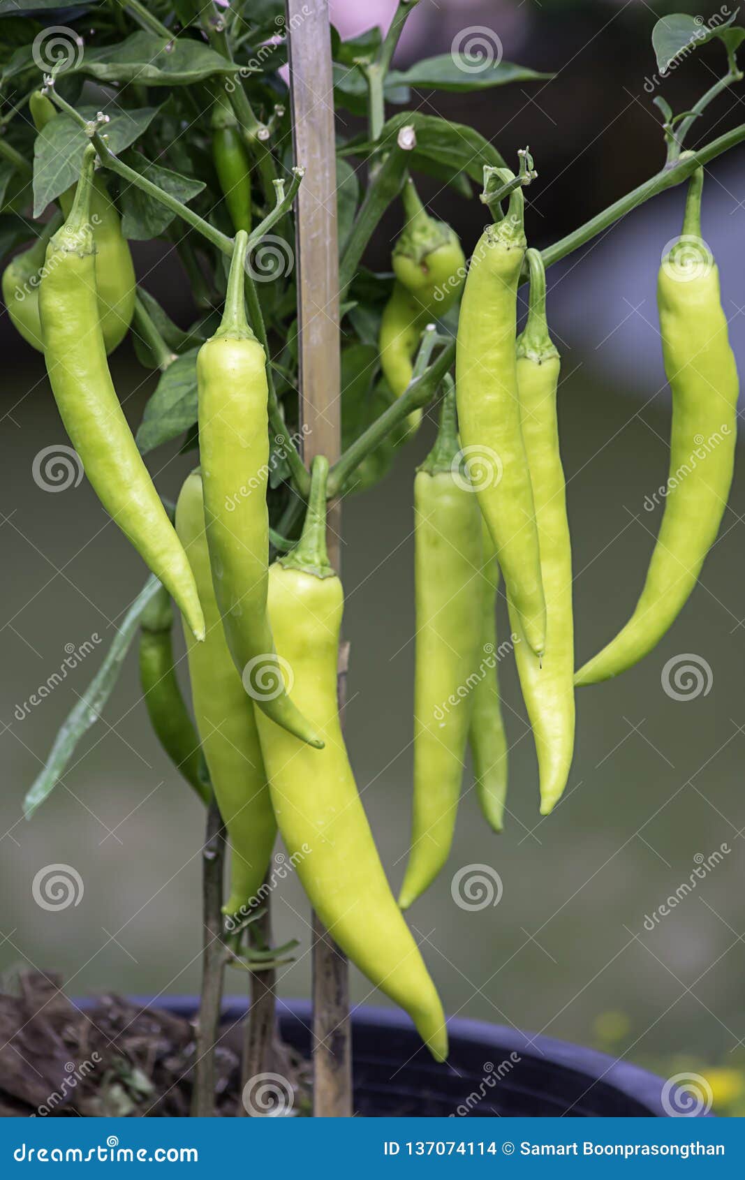 Fresh Green Peppers on a Tree in the Garden Stock Photo - Image of ...