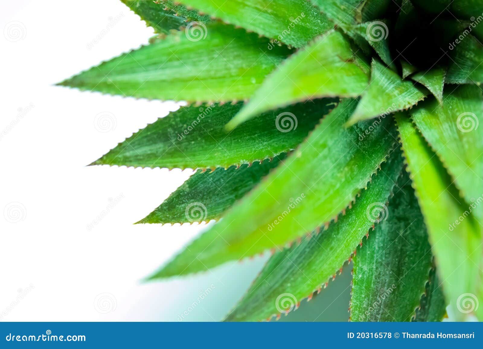 Fresh green pinapple stock photo. Image of acidic, juicy - 20316578