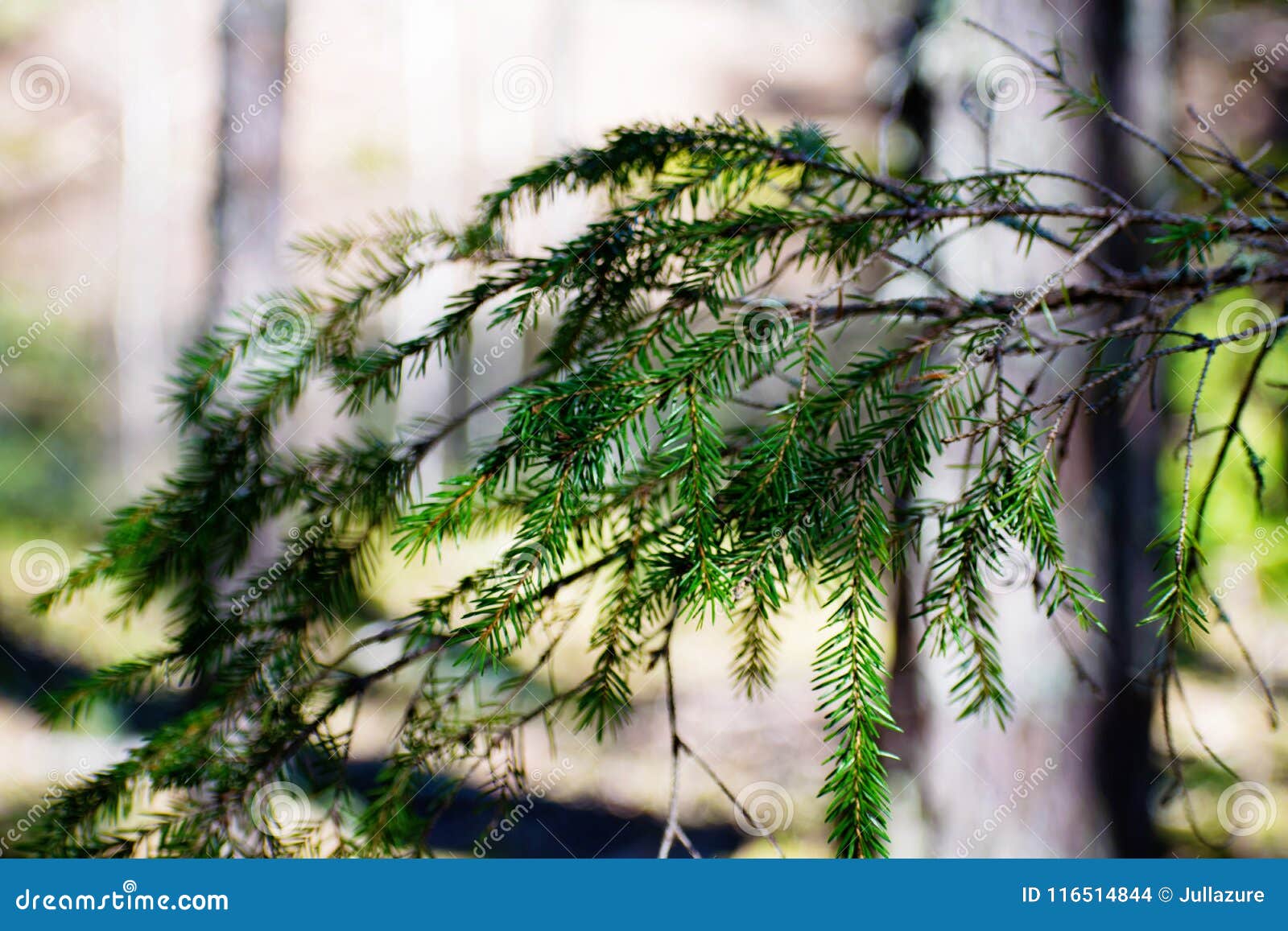 Fresh Green Pine Branches in a Spring Forest Stock Photo - Image of ...