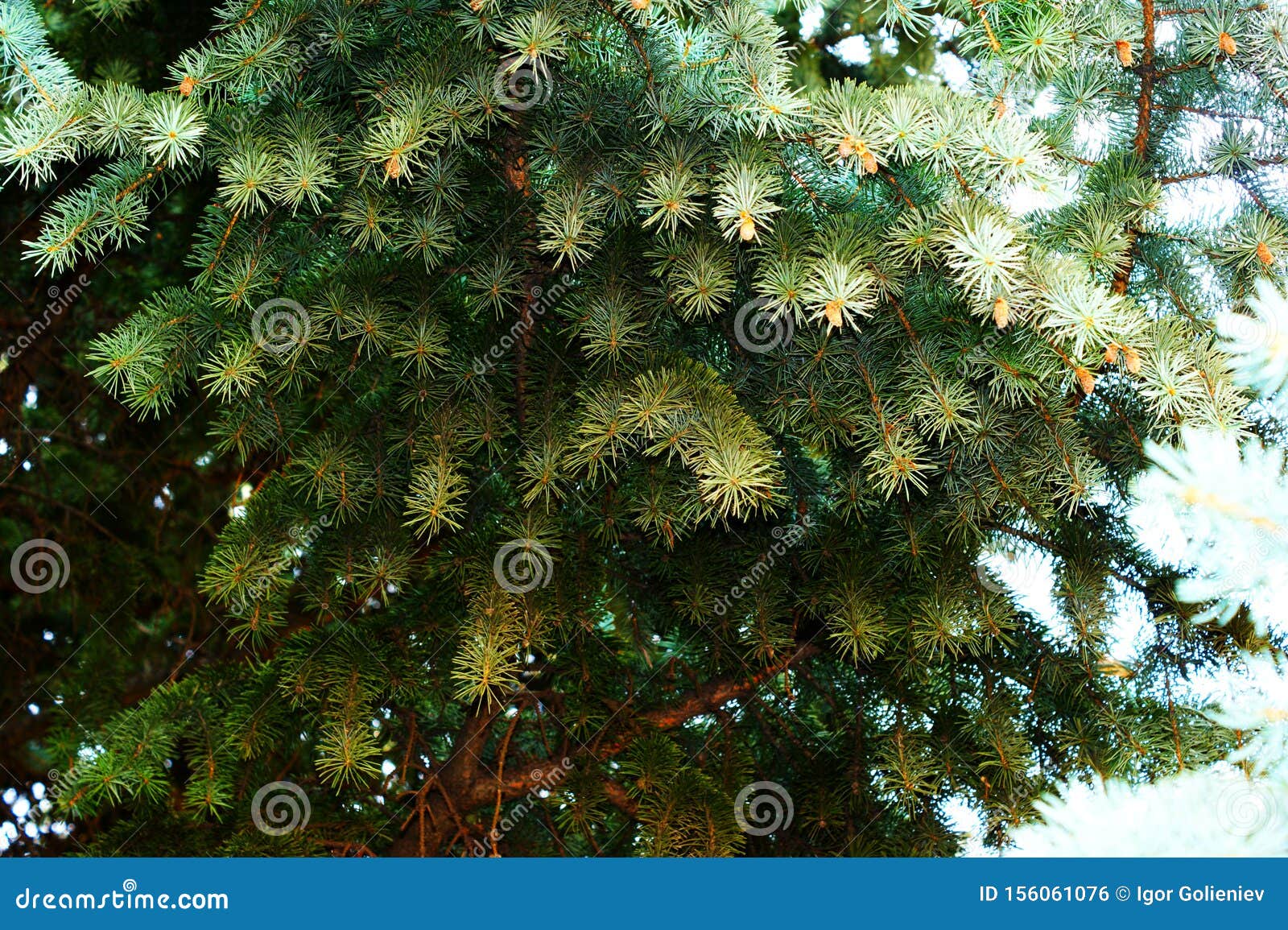 Fresh Green Pine Branches in the Sunny Forest on the Background Stock ...