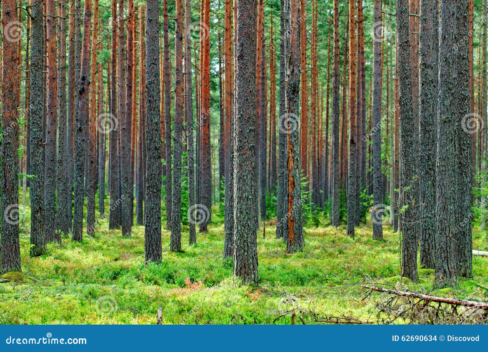 Fresh Green Pine Forest Backdrop Stock Photo - Image of shrub, moss ...