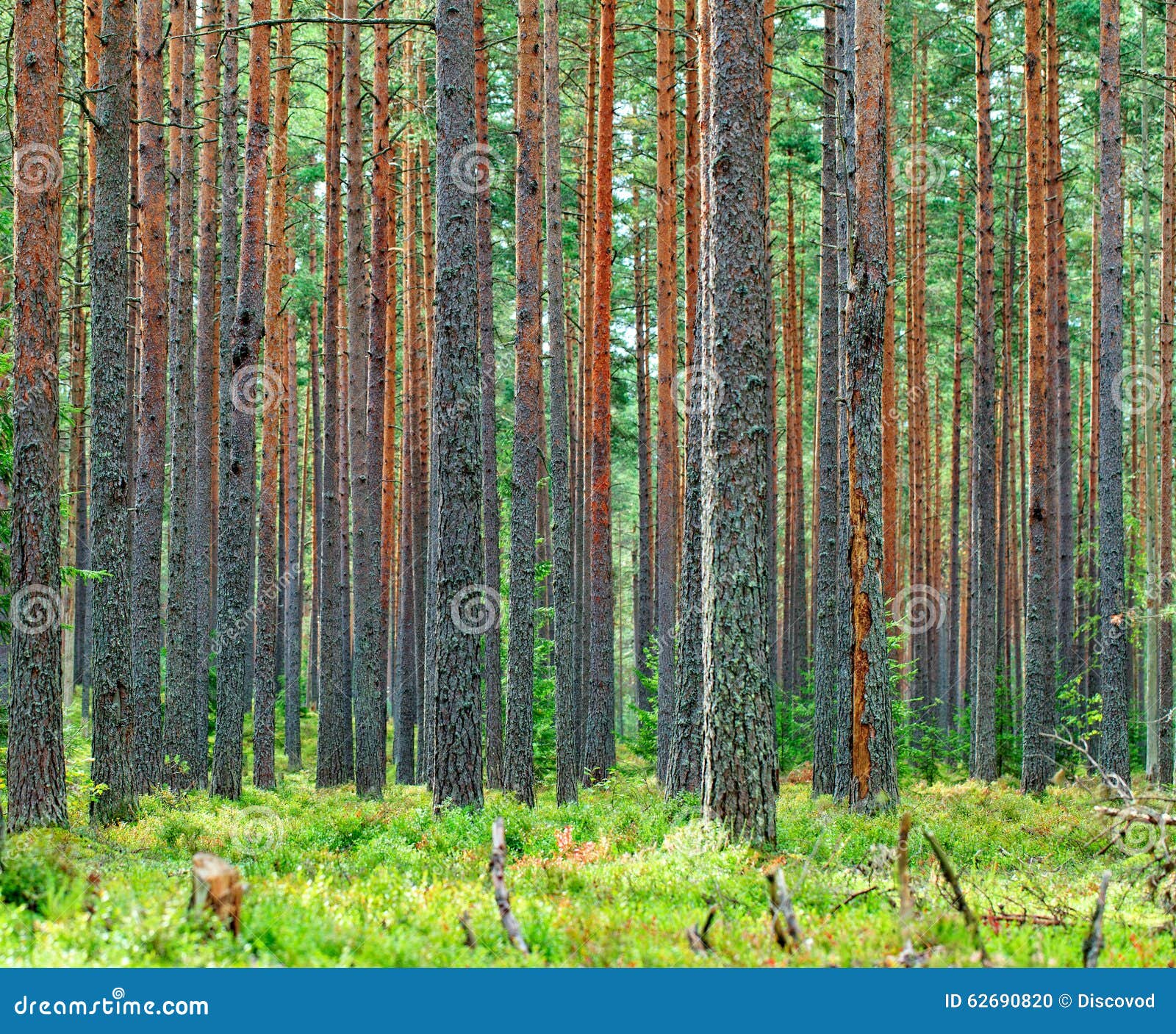Fresh Green Pine Forest Backdrop Stock Photo - Image of jungle, autumn ...