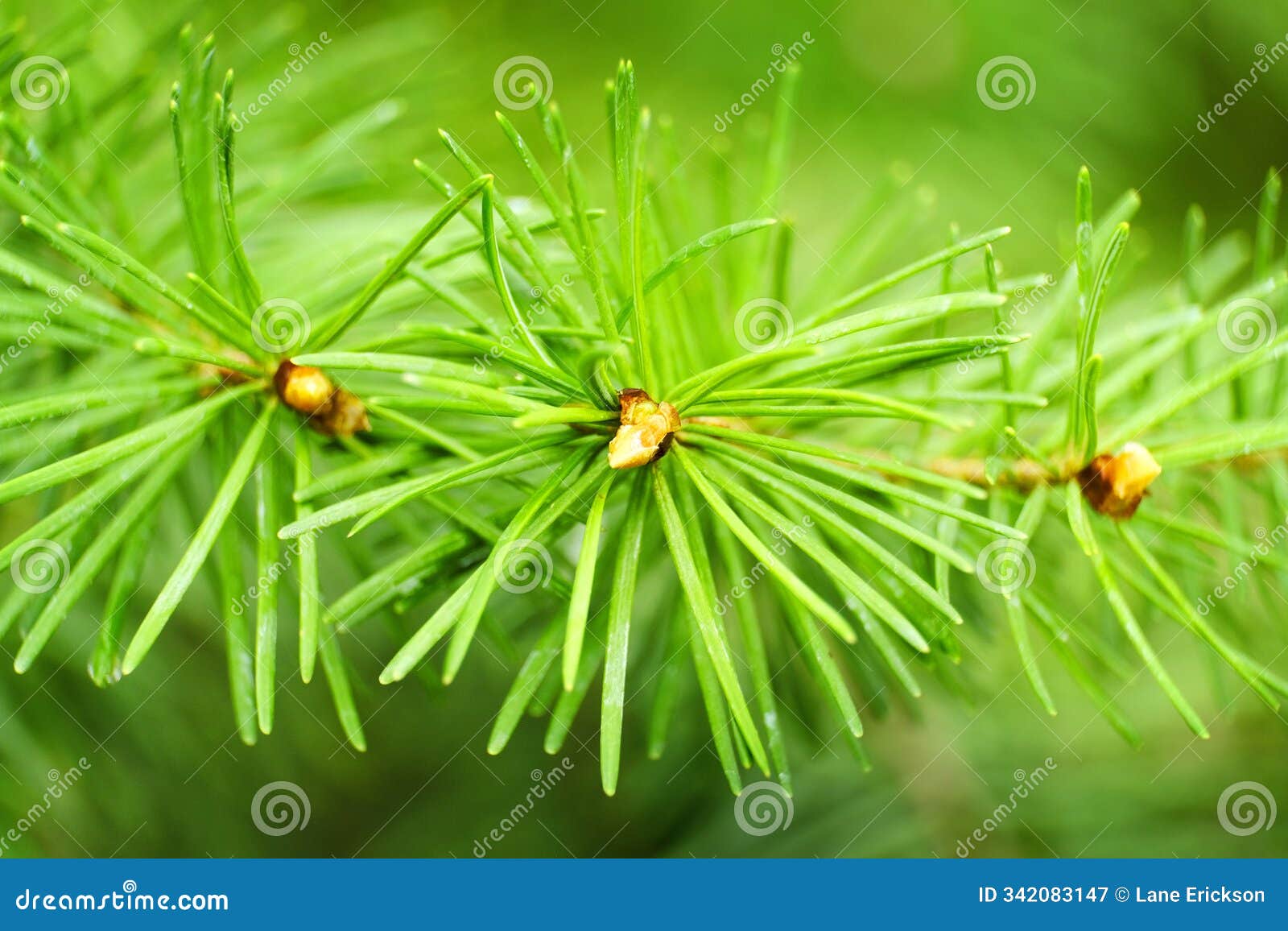 Green New Pine Shoots On A Sunny Day Against A Blue Sky. Background For ...