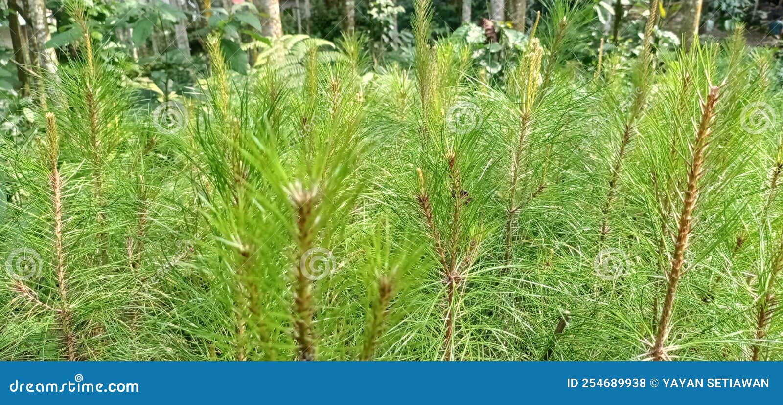 Fresh Green Pine Tree Seeds Ready for Planting Stock Photo - Image of ...