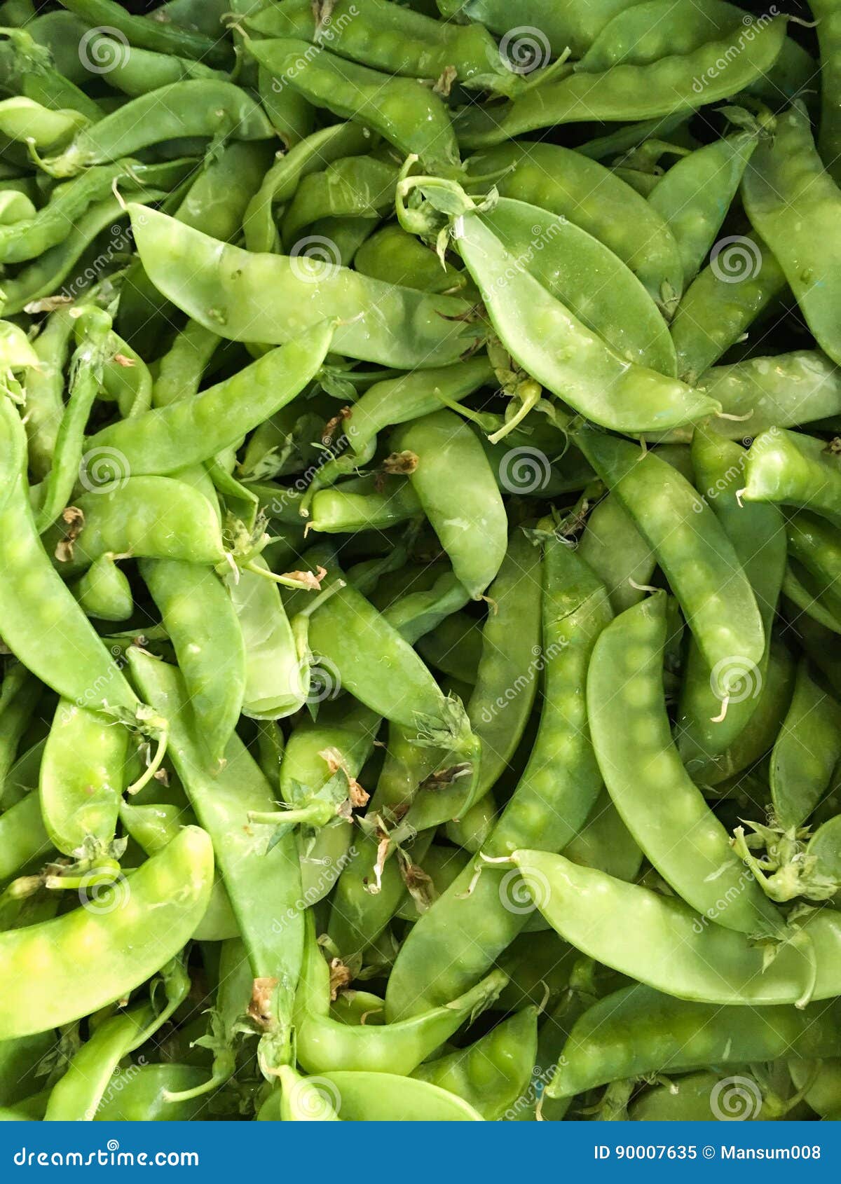 Fresh green pisum sativum stock image. Image of vegetable - 90007635
