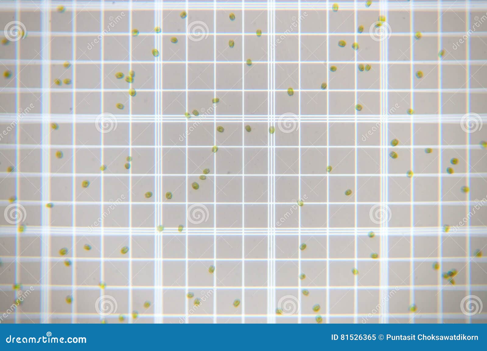 Fresh green plankton cells stock image. Image of blood - 81526365