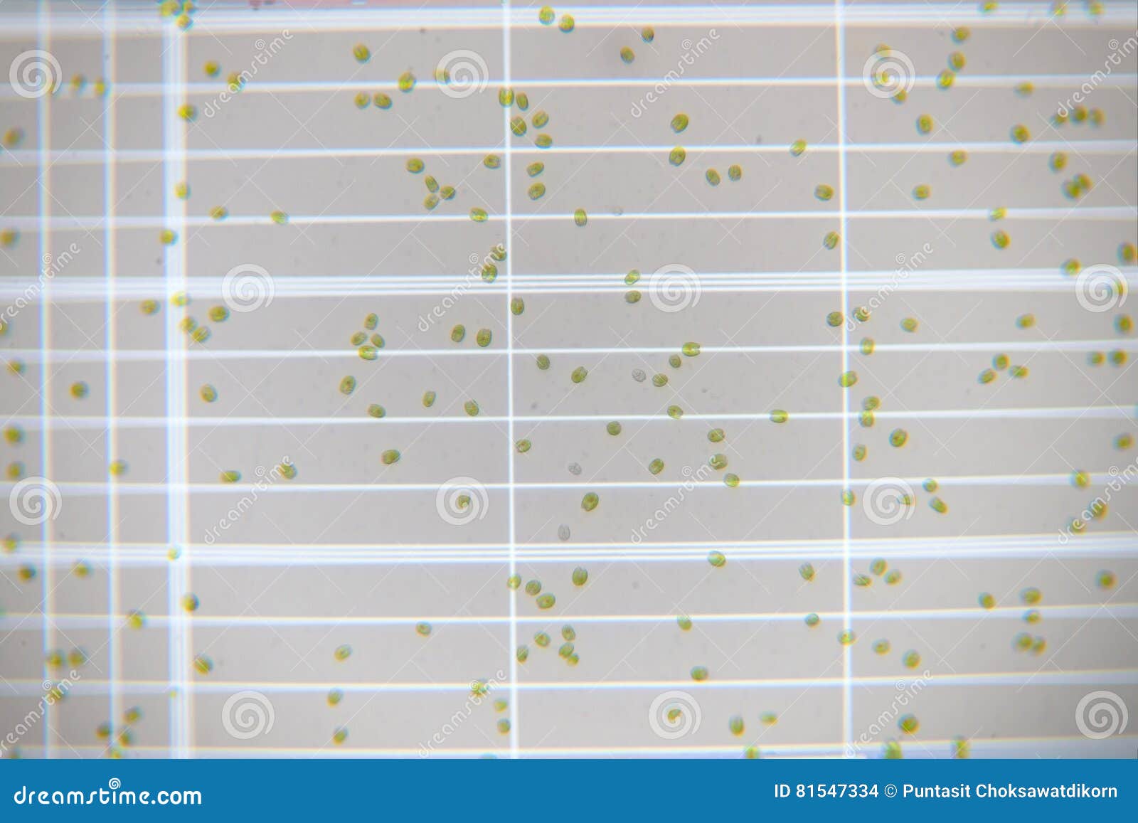 Counting Cells In A Biology Lab Using An Automated Cell Counter Stock ...