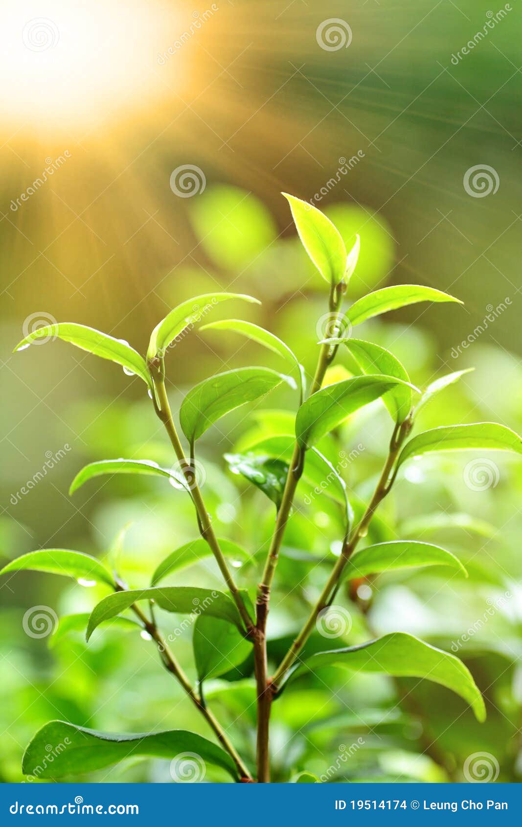 Fresh green plant stock photo. Image of botanical, green - 19514174