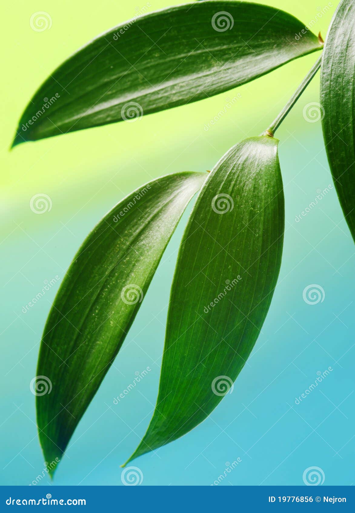 Fresh Green Plant Over Abstract Background. Stock Photo - Image of ...
