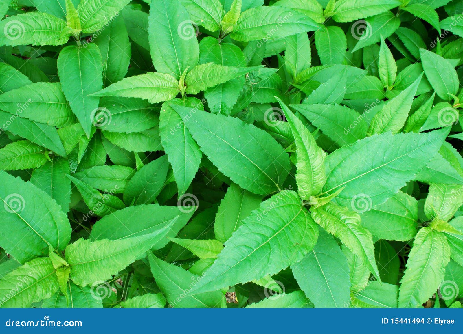Fresh green plants stock photo. Image of environmental - 15441494