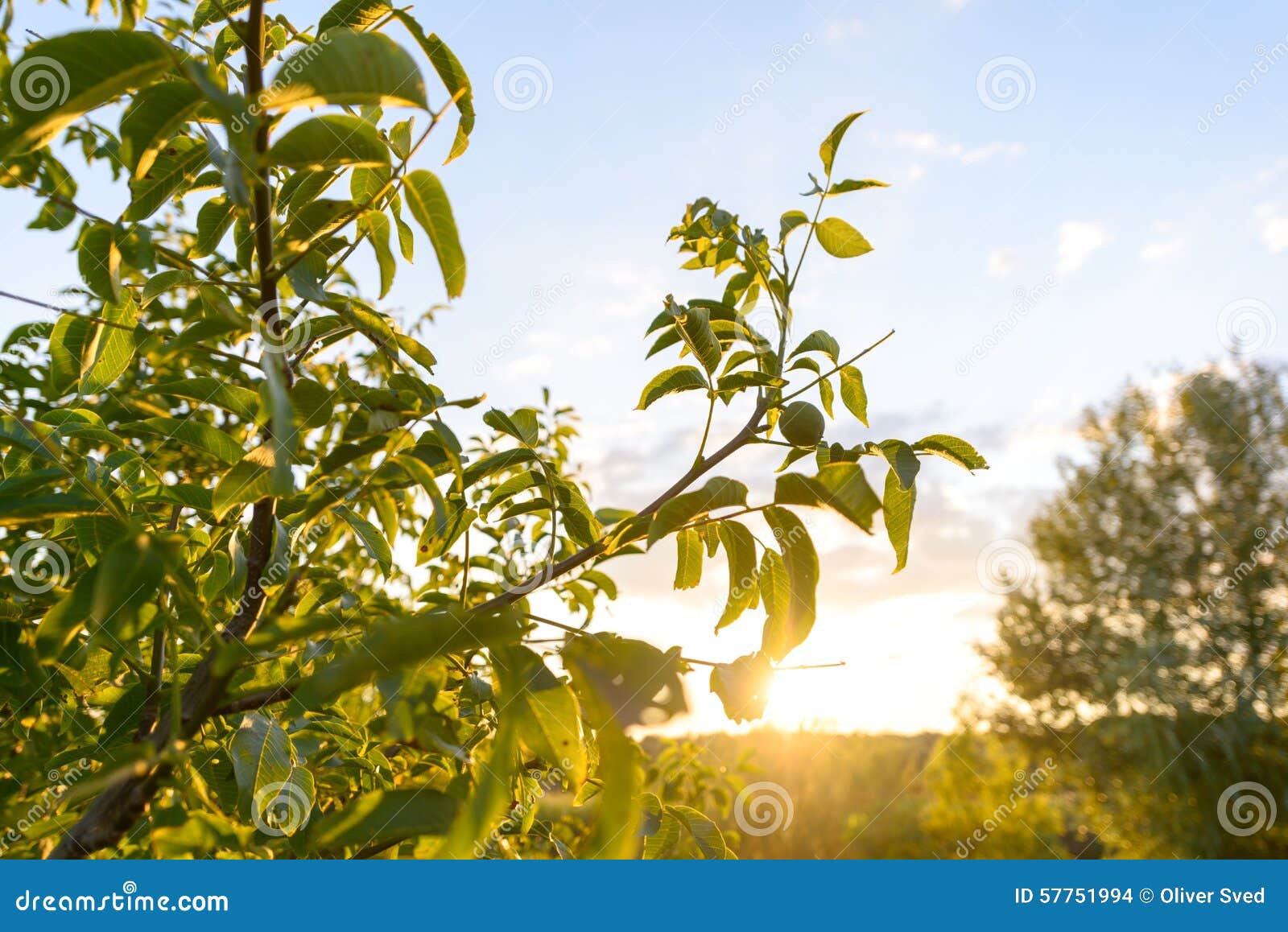 Fresh Green Plants Outdoors Stock Photo - Image of nature, fresh: 57751994