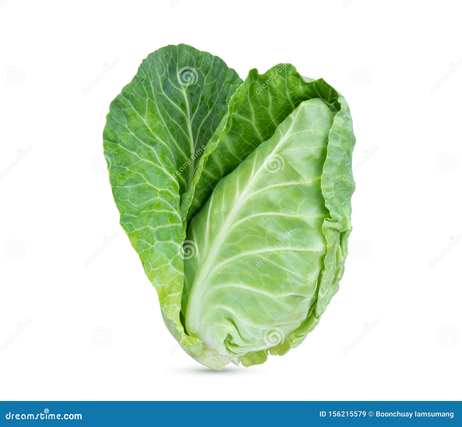 Fresh Green Pointed Cabbage Isolated on White Stock Image - Image of ...