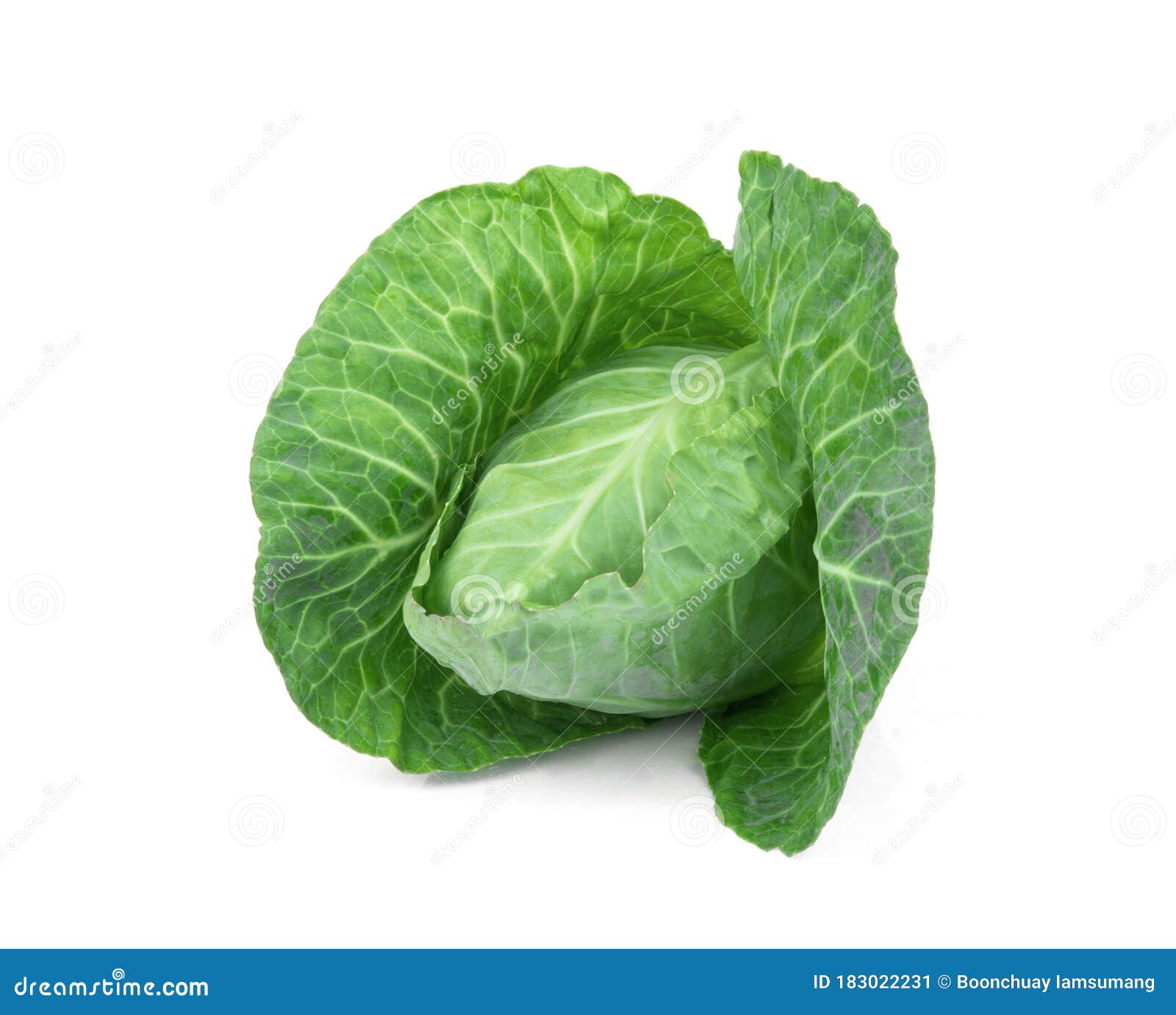 Fresh Green Pointed Cabbage Isolated on White Background Stock Image ...
