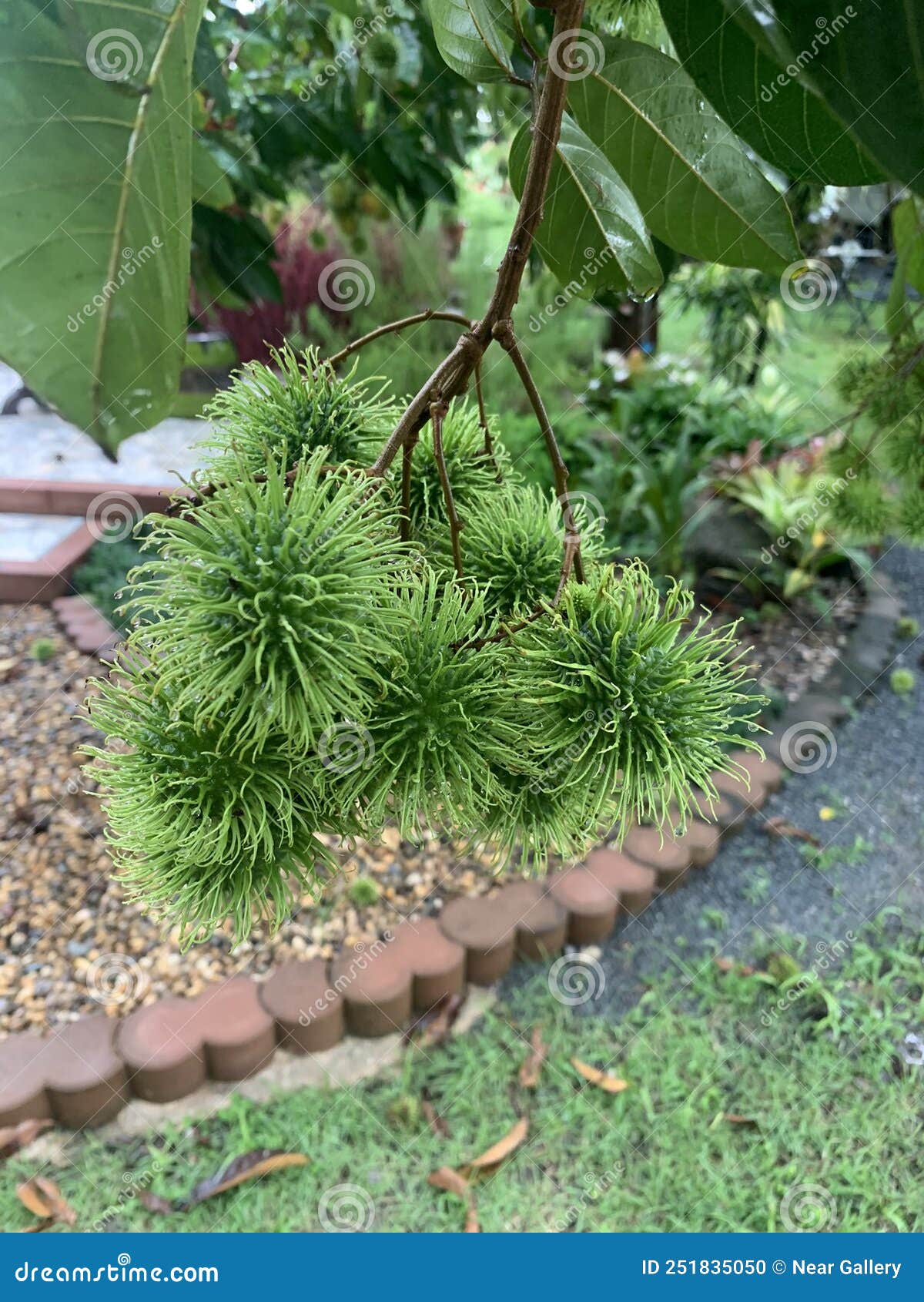 Green Rambutan is on the Tree Stock Photo - Image of platform, golden ...
