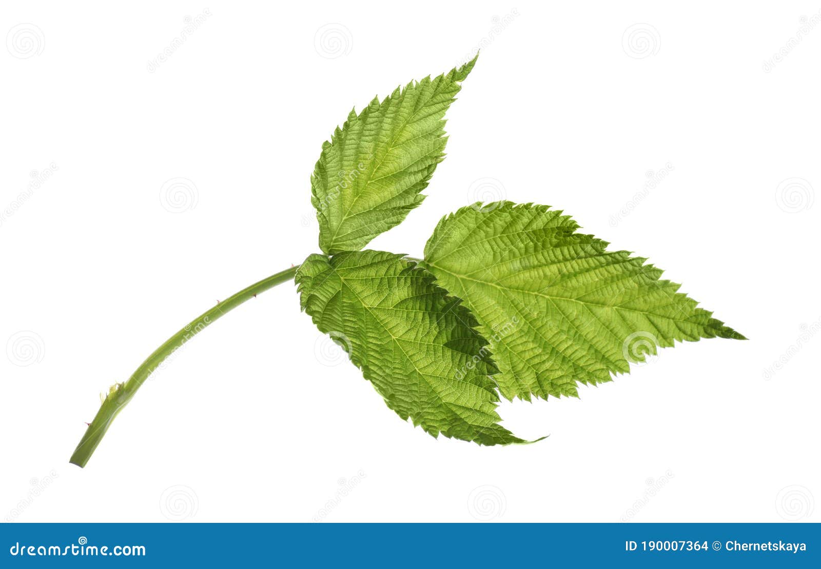 Fresh Green Raspberry Leaves Isolated Stock Photo - Image of leaf ...