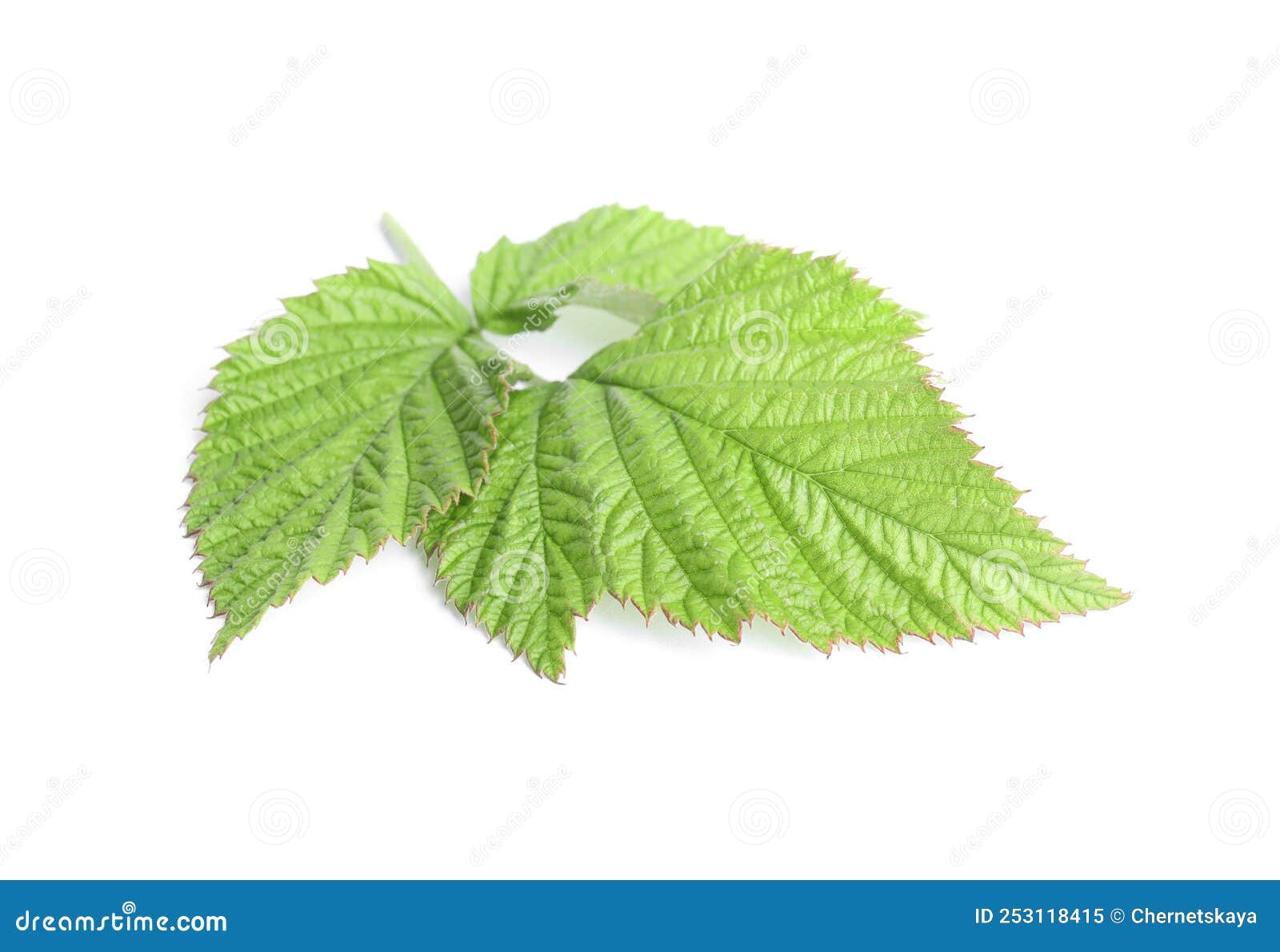 Fresh Green Raspberry Leaves Isolated Stock Image - Image of botanical ...
