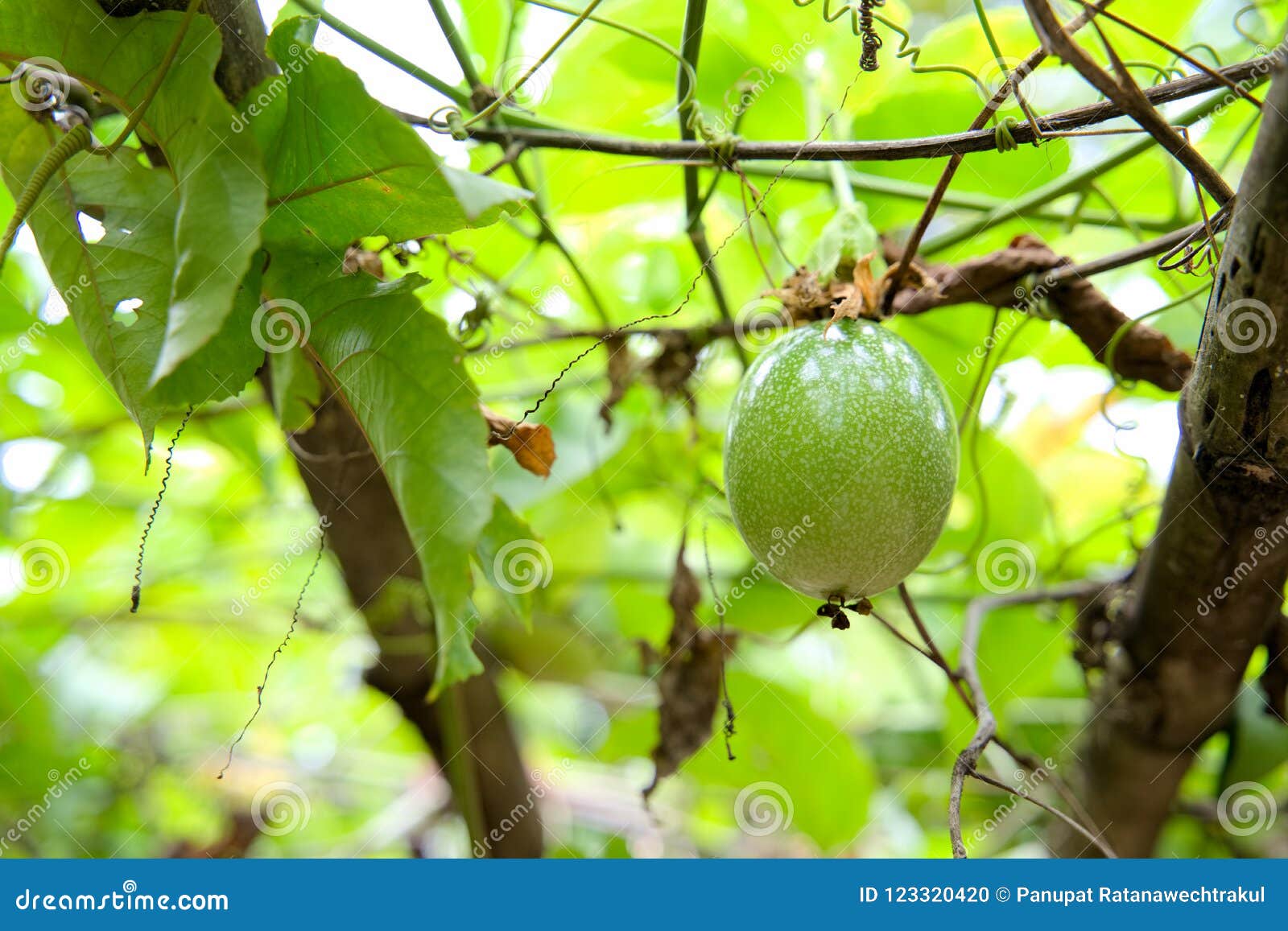 A Fresh Green Raw Passion Fruit on the Tree. Stock Photo - Image of ...