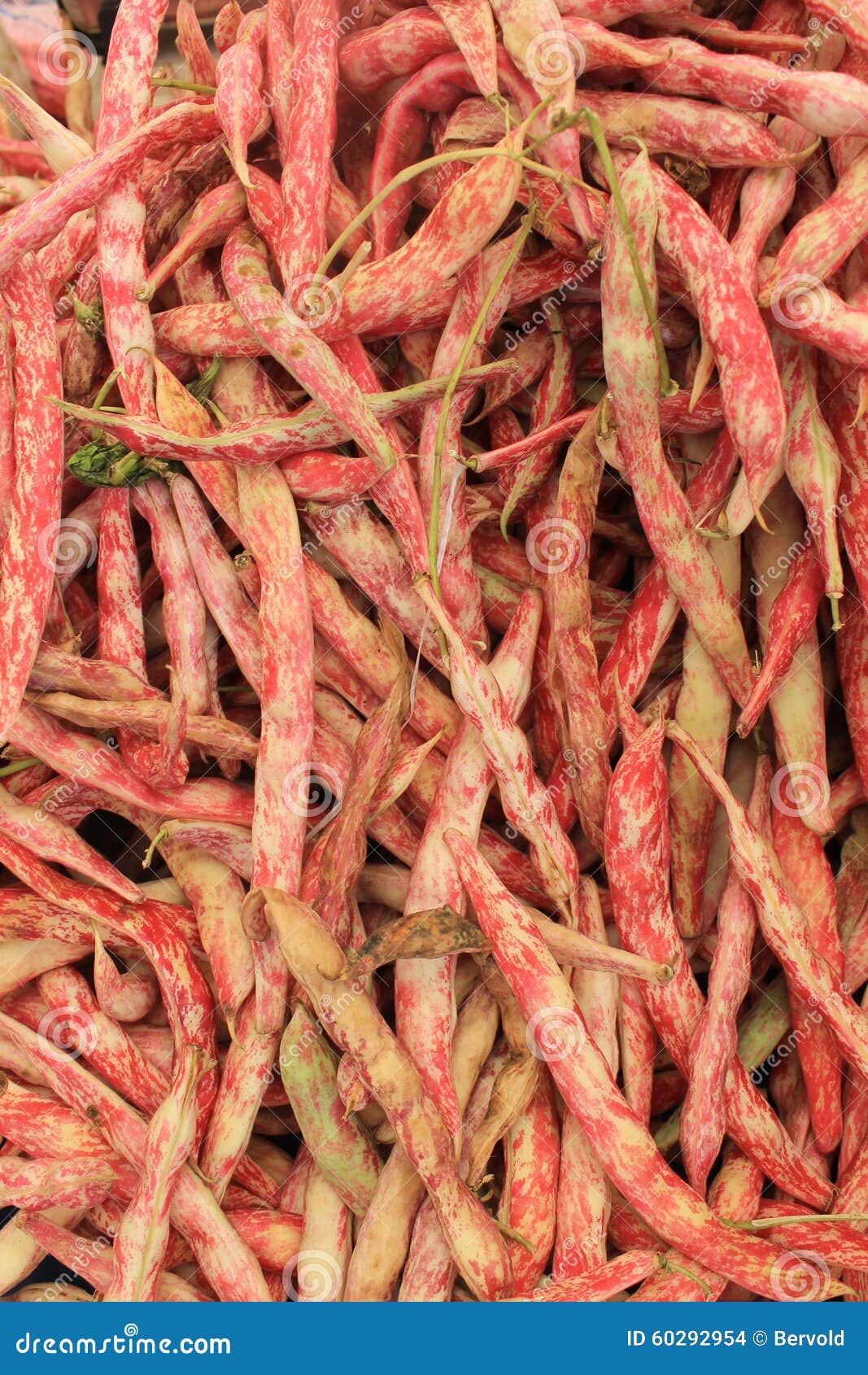 Fresh green red beans stock photo. Image of fresh, protein - 60292954