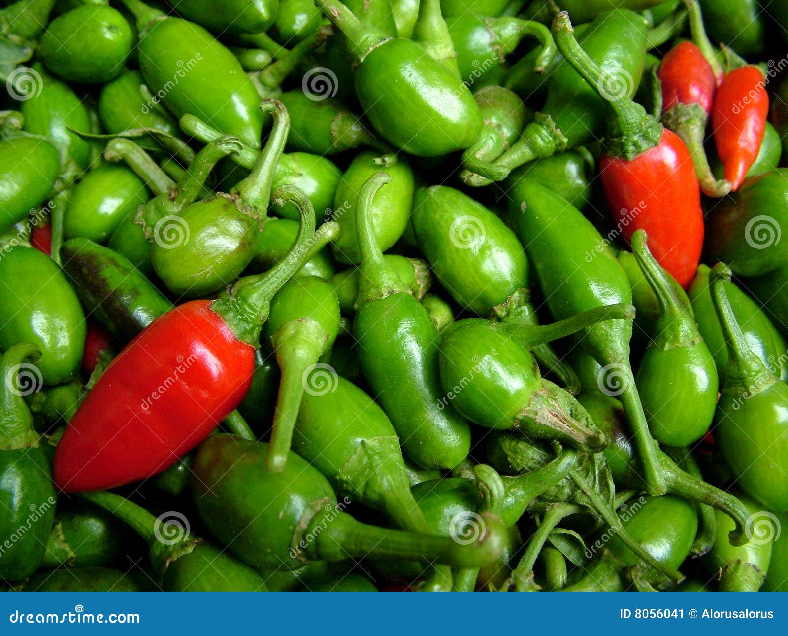 Fresh green and red chilli stock image. Image of heat - 8056041