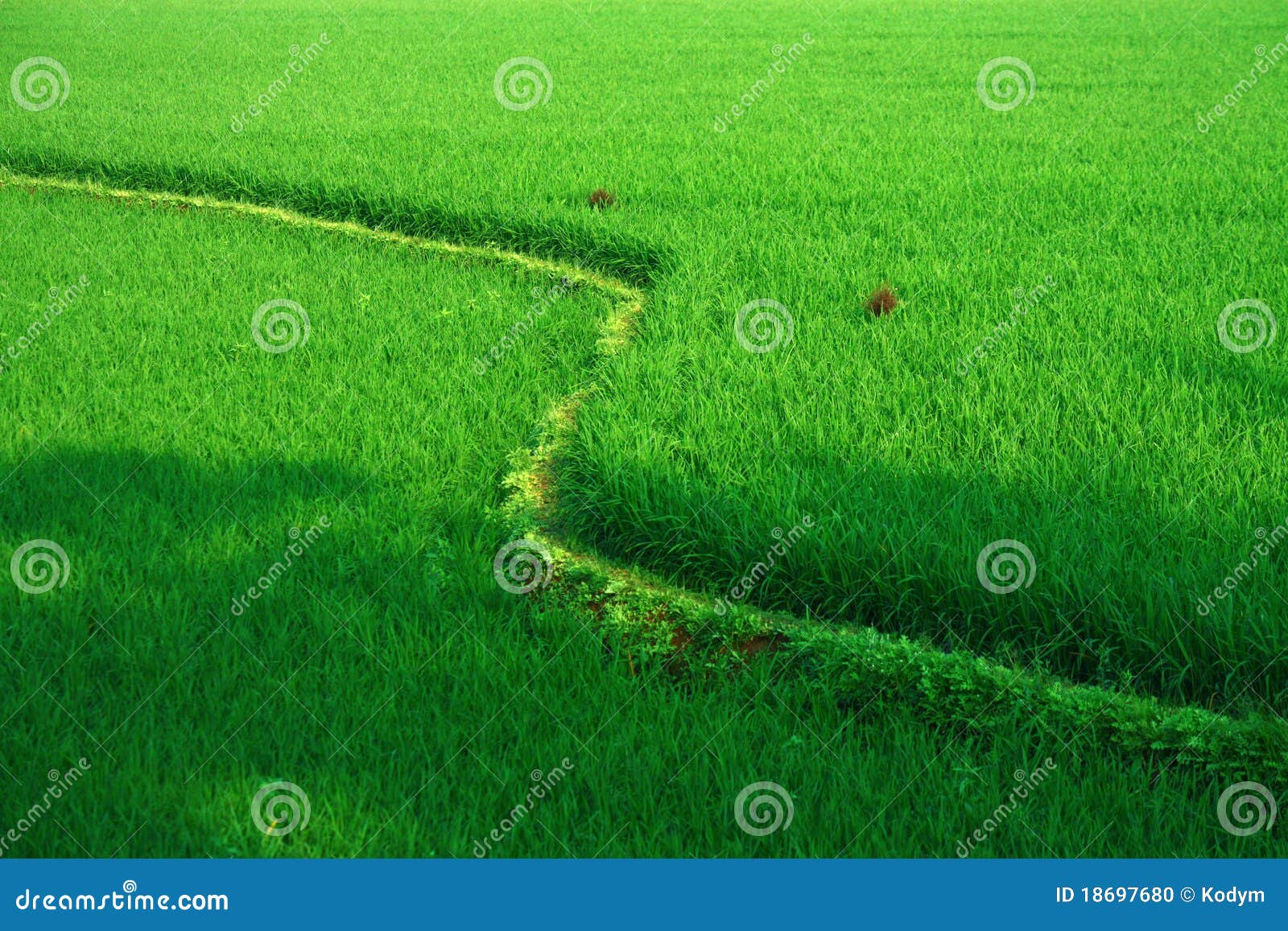 Fresh Green Rice Field Terrace in India Stock Photo - Image of culture ...