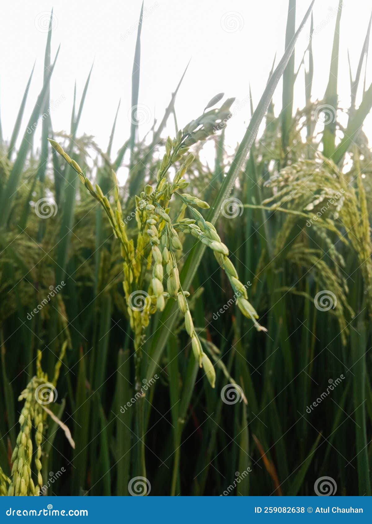 Fresh Green Rice Field Wallpaper Stock Photo - Image of blue, food ...