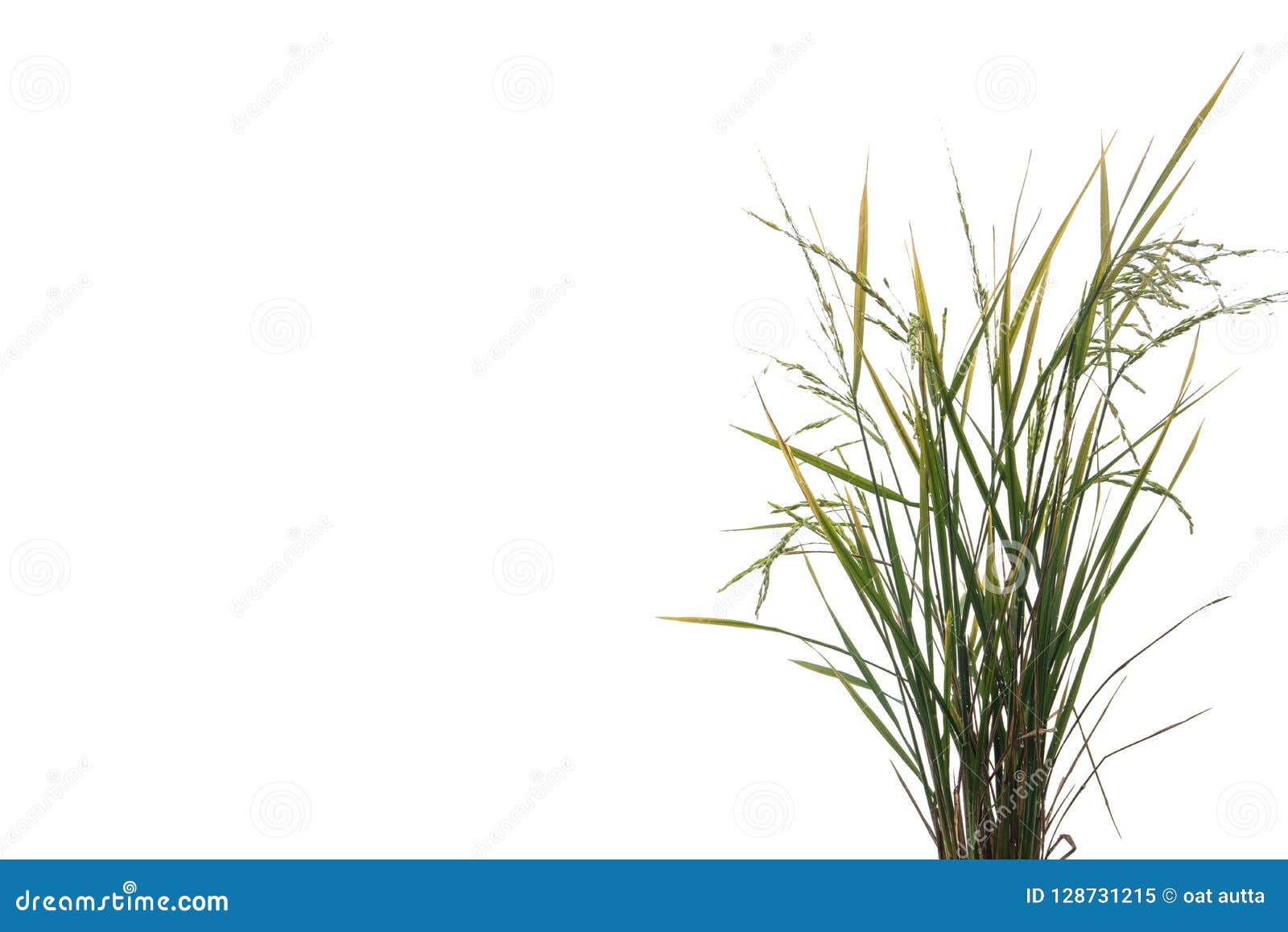 Fresh Green Rice Plant Isolated on White Background of File with ...