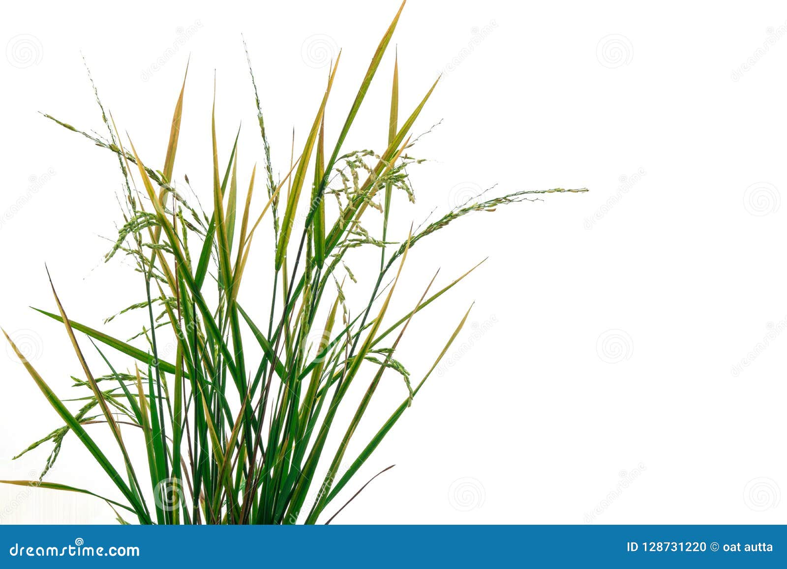 Fresh Green Rice Plant Isolated on White Background of File with ...