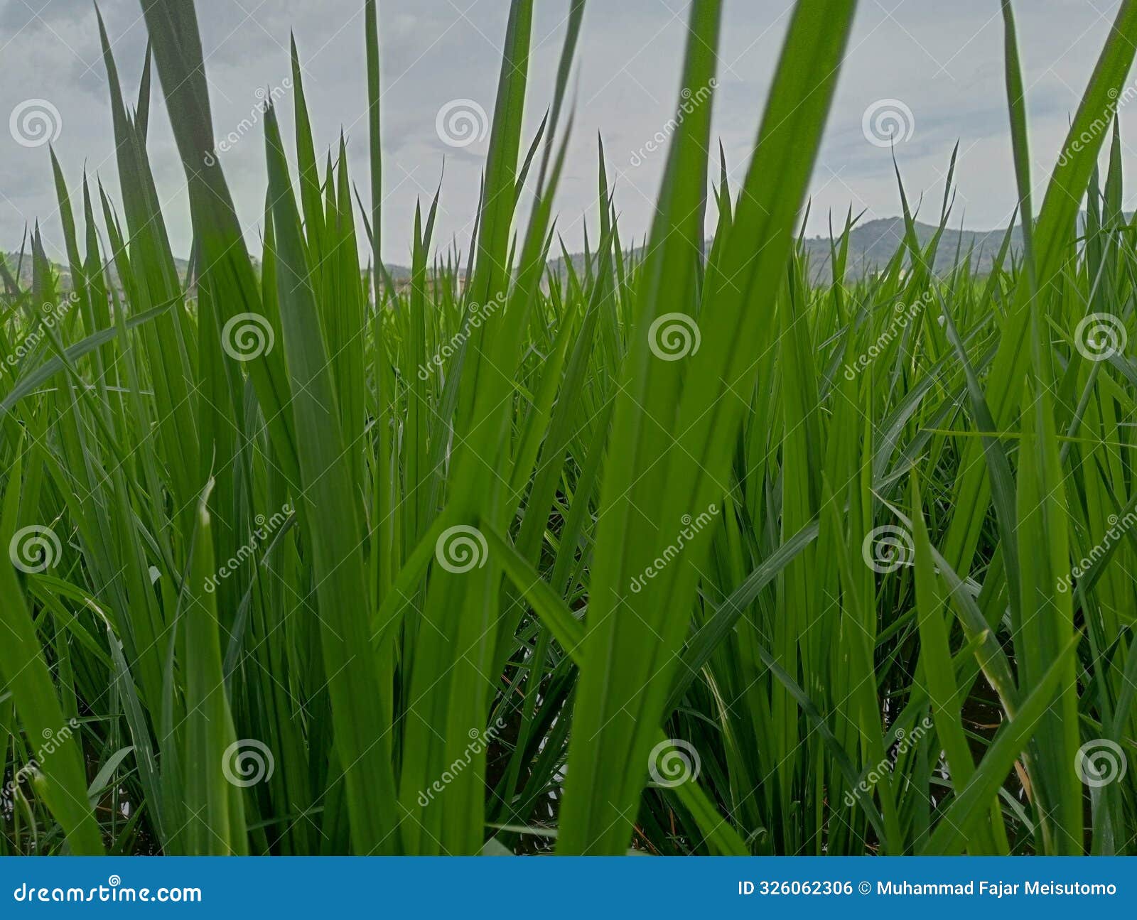 Fresh green rice tree stock photo. Image of nature, rice - 326062306