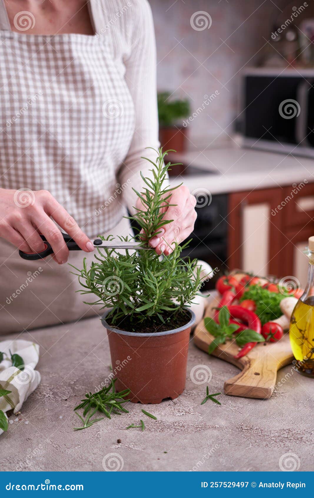 Fresh Green Rosemary Pot on the Table at Domestic Home Stock Image ...
