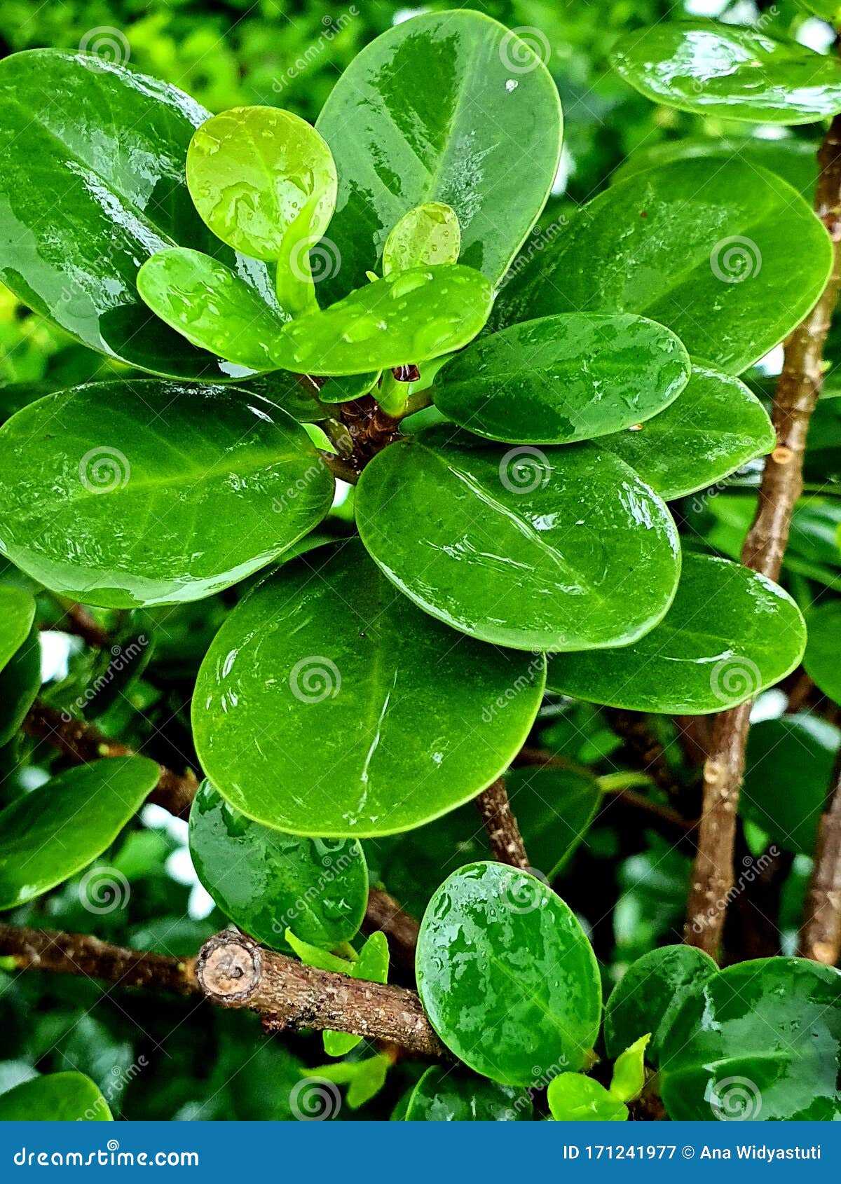 Fresh Green Round Leaves in the Park Stock Image - Image of round ...