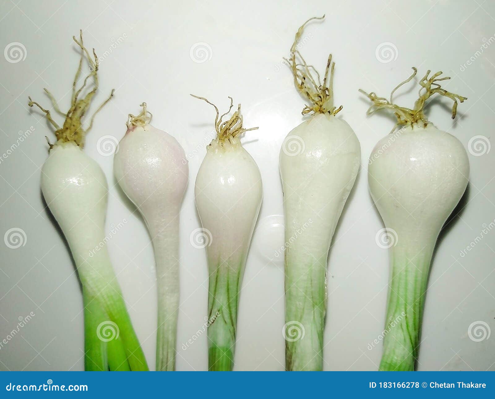 Fresh Green Scallion stock photo. Image of nutrition - 183166278
