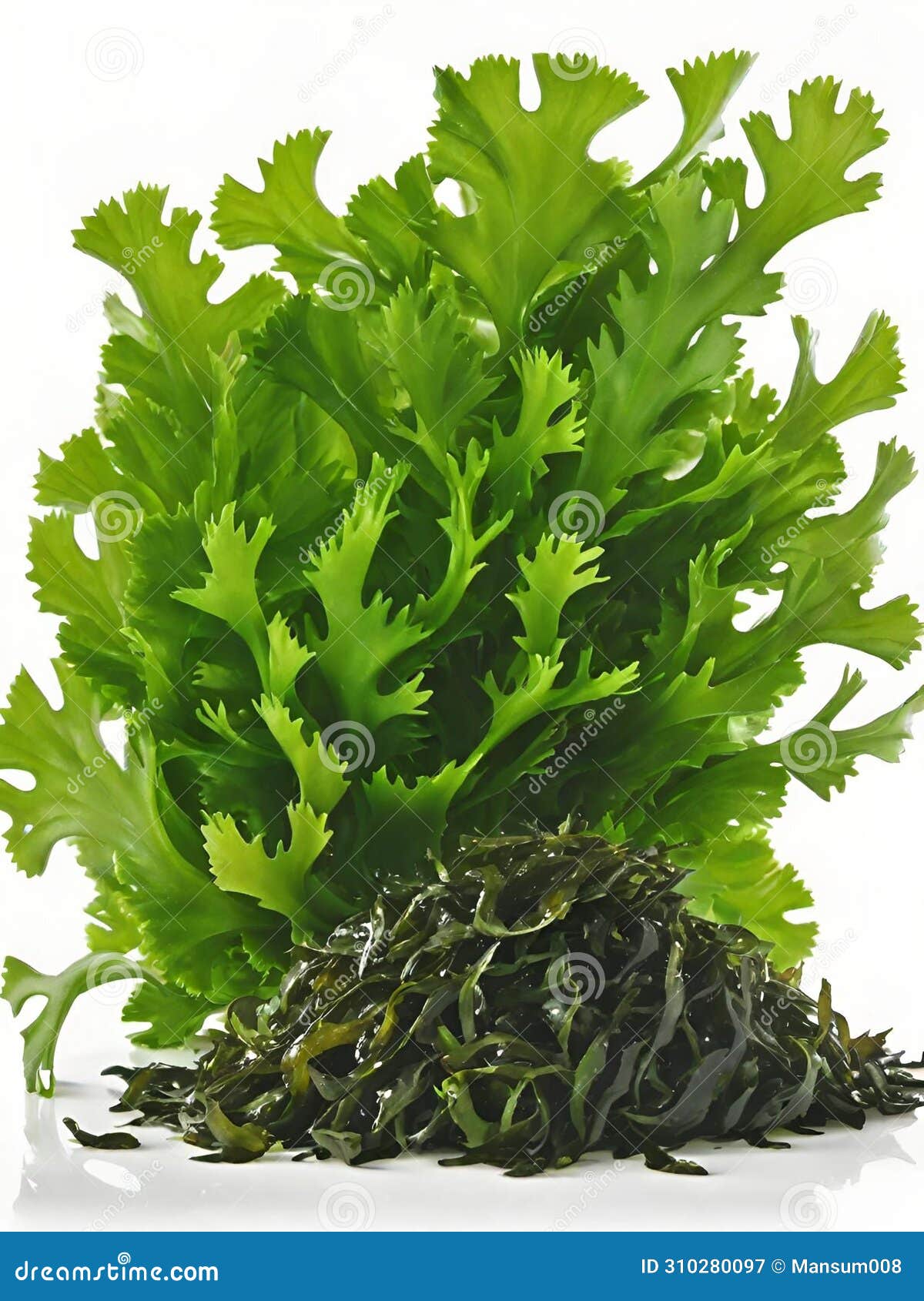 Fresh Green Seaweed Isolated on White Background Stock Illustration ...