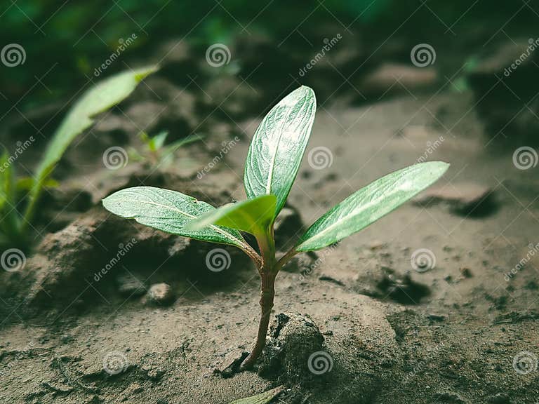 Fresh Green Seedling Sprouting from Fertile Soil Stock Photo - Image of ... Fresh Green Seedling Sprouting from Fertile Soil Stock Photo - Image of ...