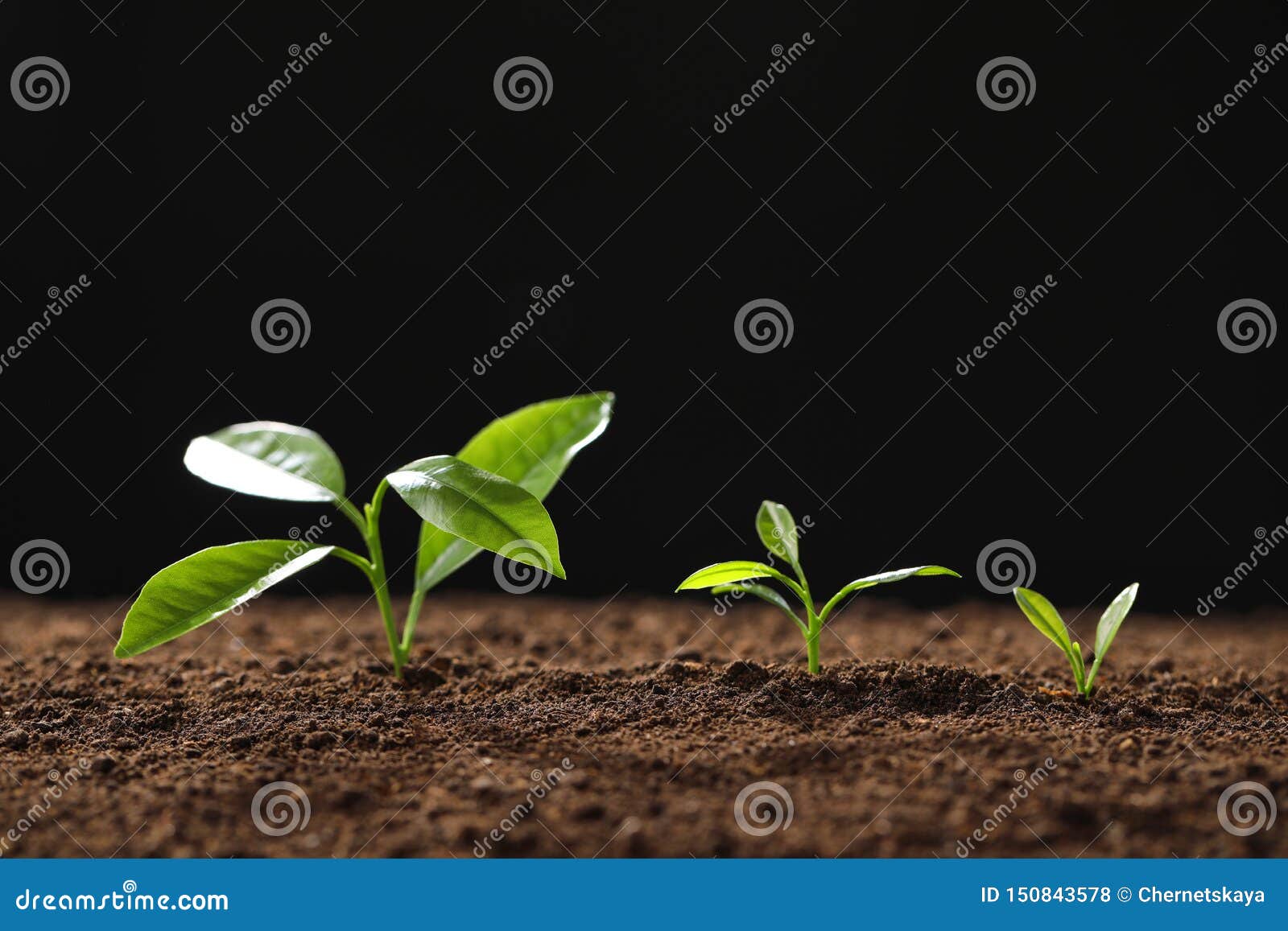 Fresh Green Seedlings Growing on Black Background Stock Photo - Image ...