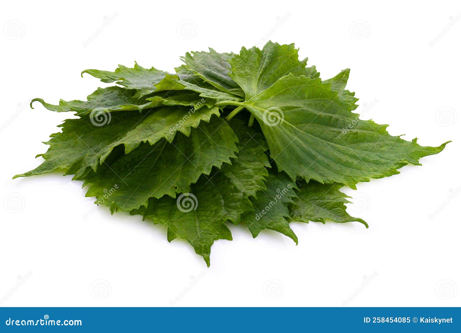Fresh Green Shiso or Oba Leaf Isolated on a White Background Stock ...
