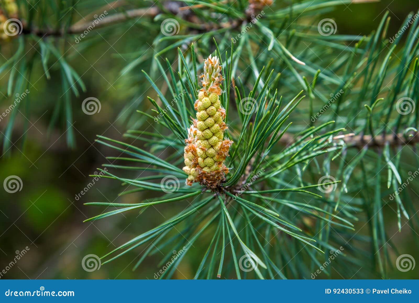 Fresh green small larch stock image. Image of vegetative - 92430533