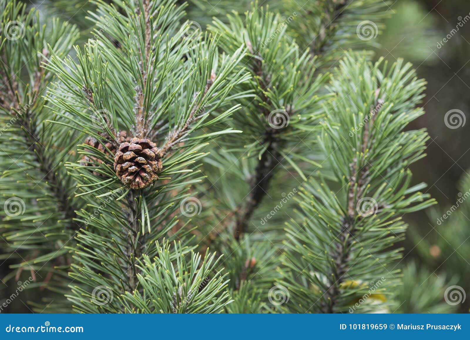 Fresh Green Soft Focus Close-up of Pine Tree Stock Image - Image of ...